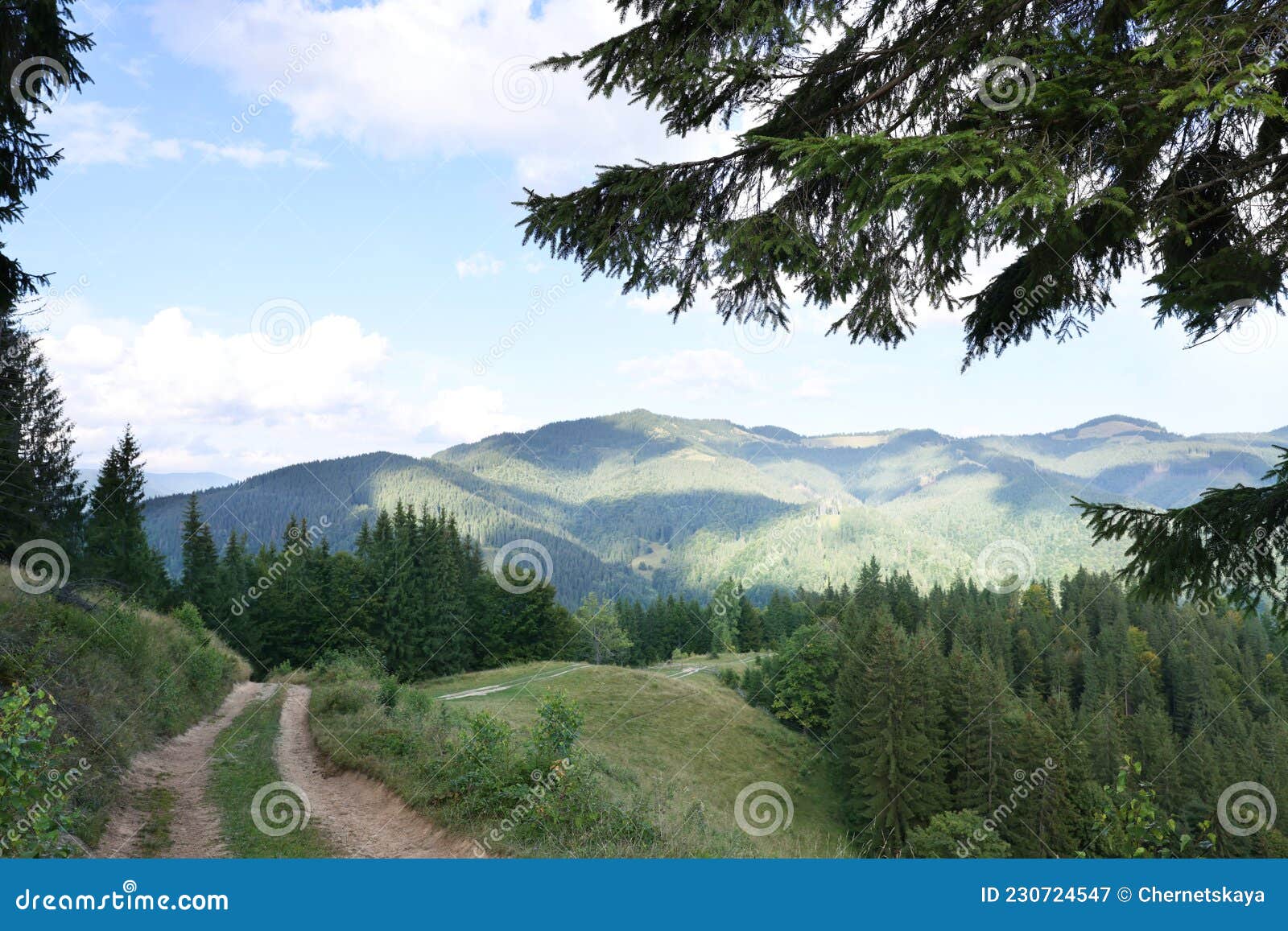 Picturesque View of Conifer Mountain Forest with Path Stock Image ...