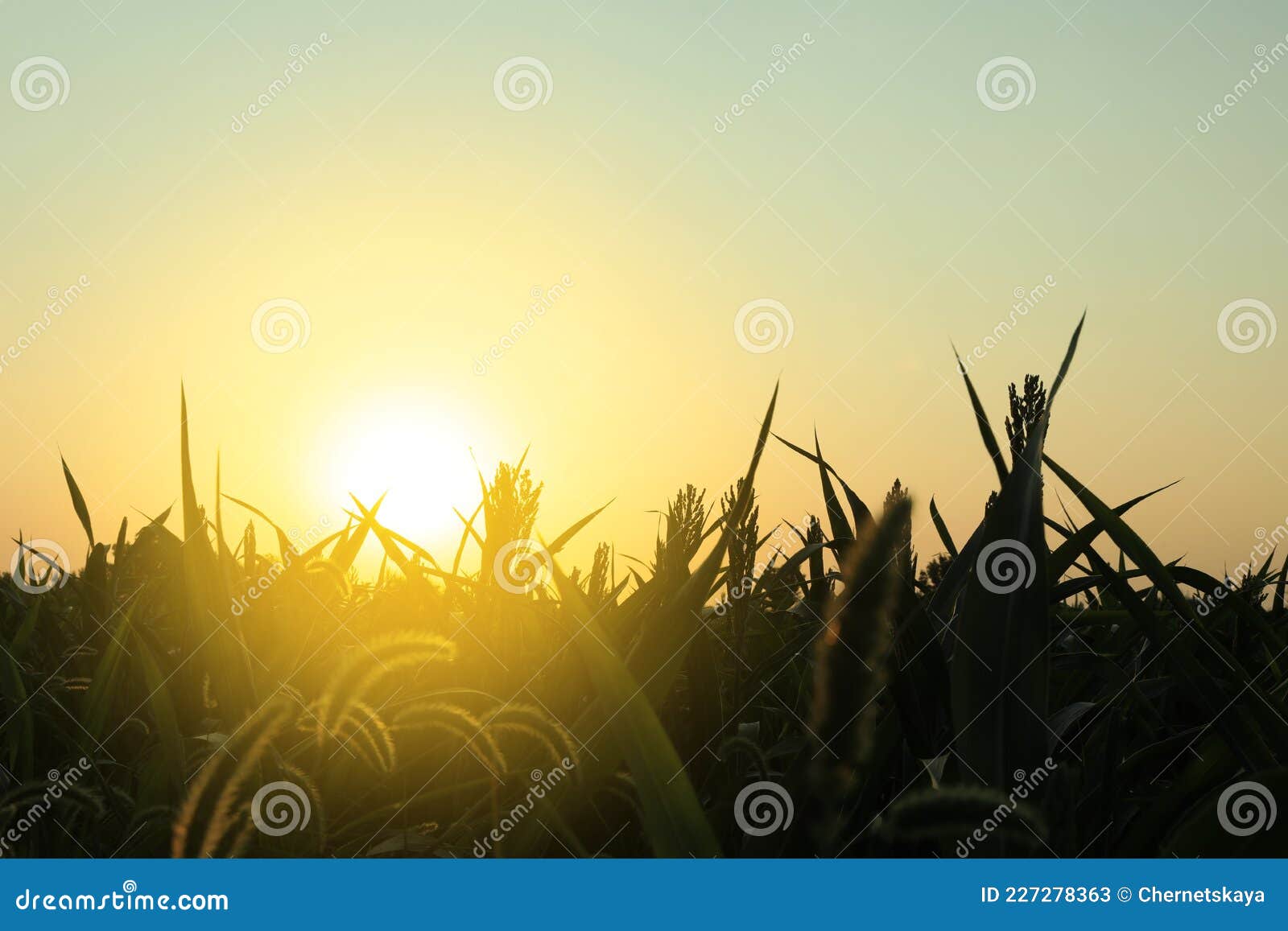 Picturesque View of Corn Field in Morning Stock Image - Image of beauty ...