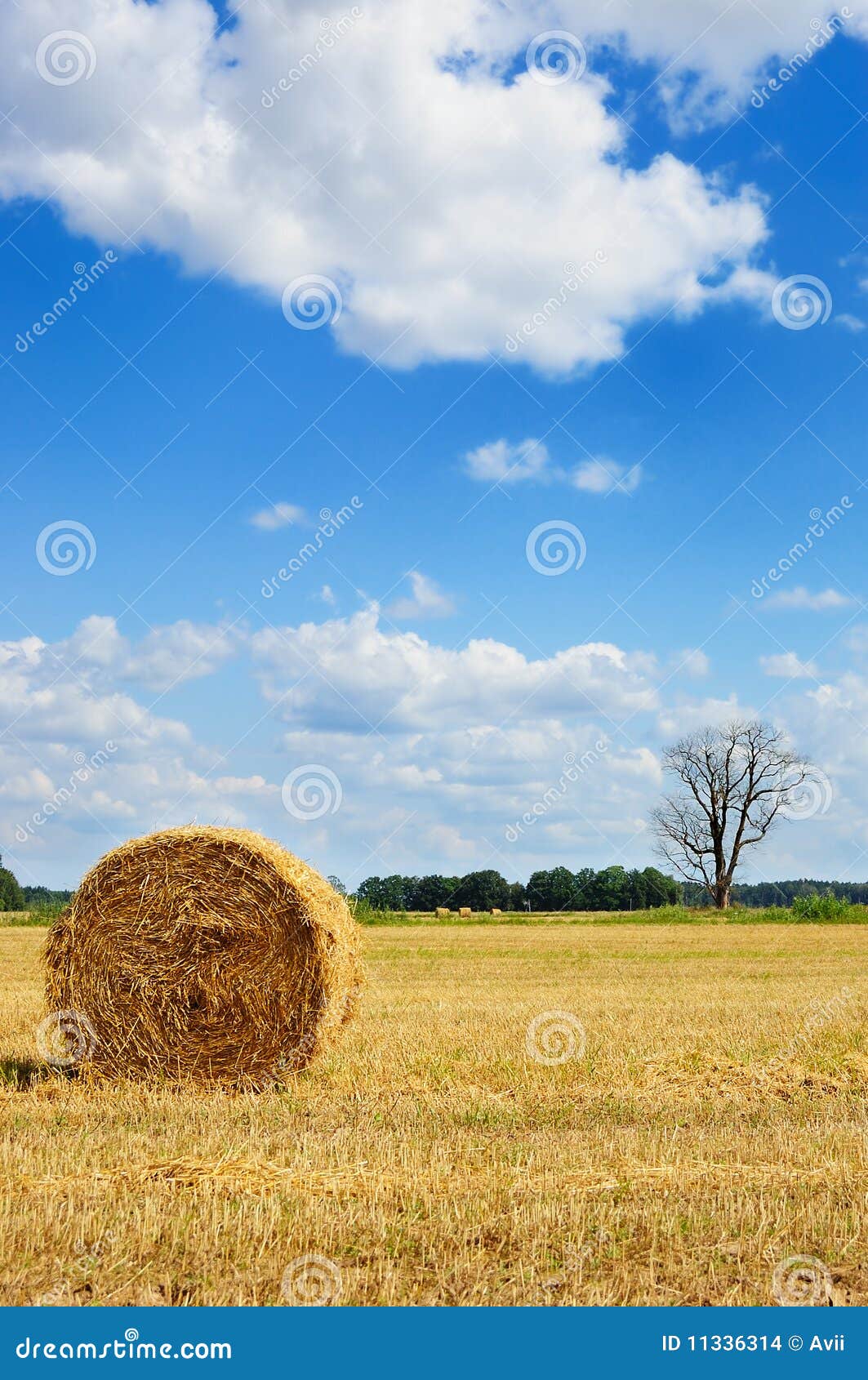 Picturesque View Of Round Hay Bale And Dead Tree Stock Photo ...