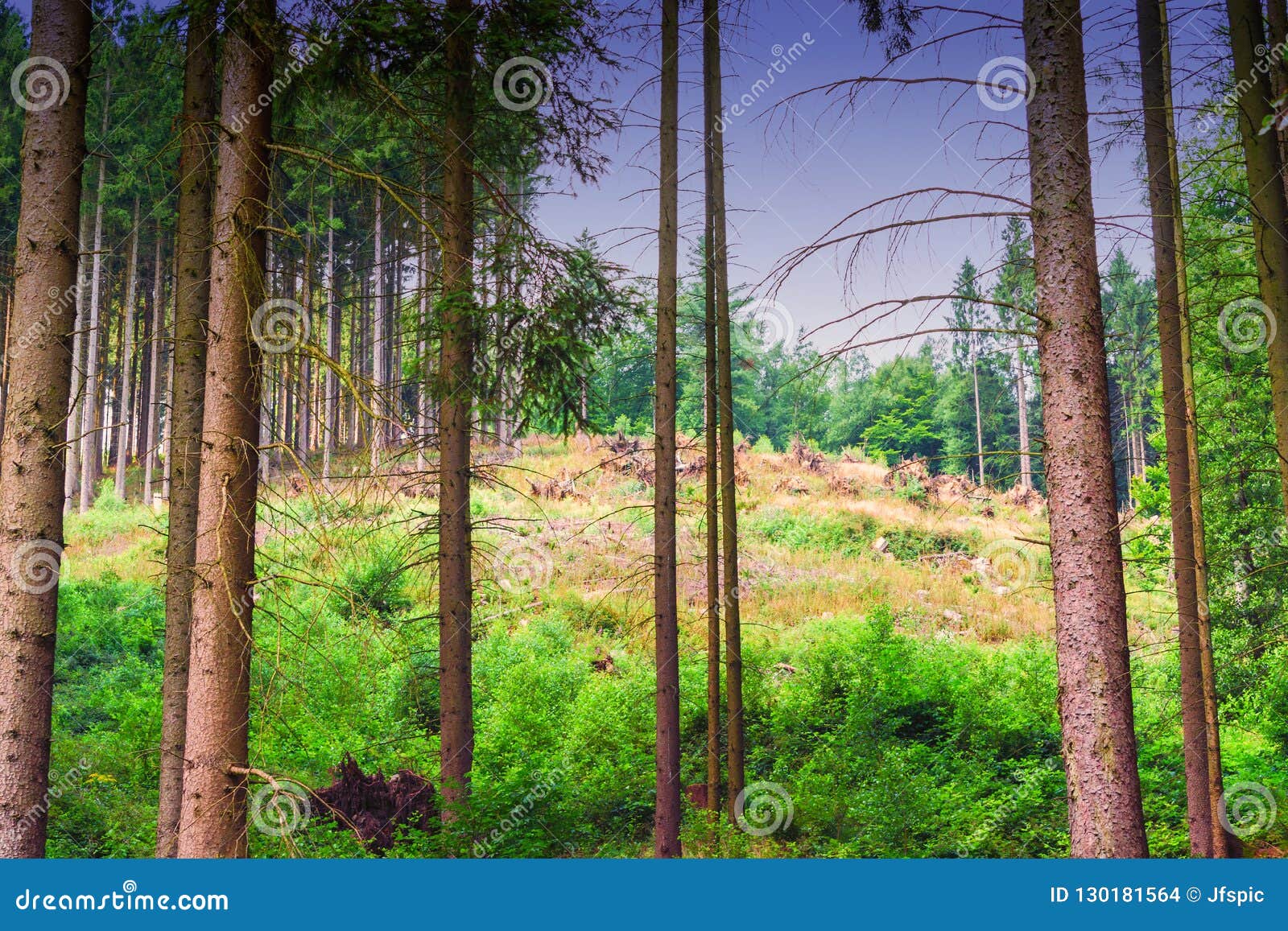 Picturesque Viewpoint on a Forest Clearing Stock Photo - Image of flora ...
