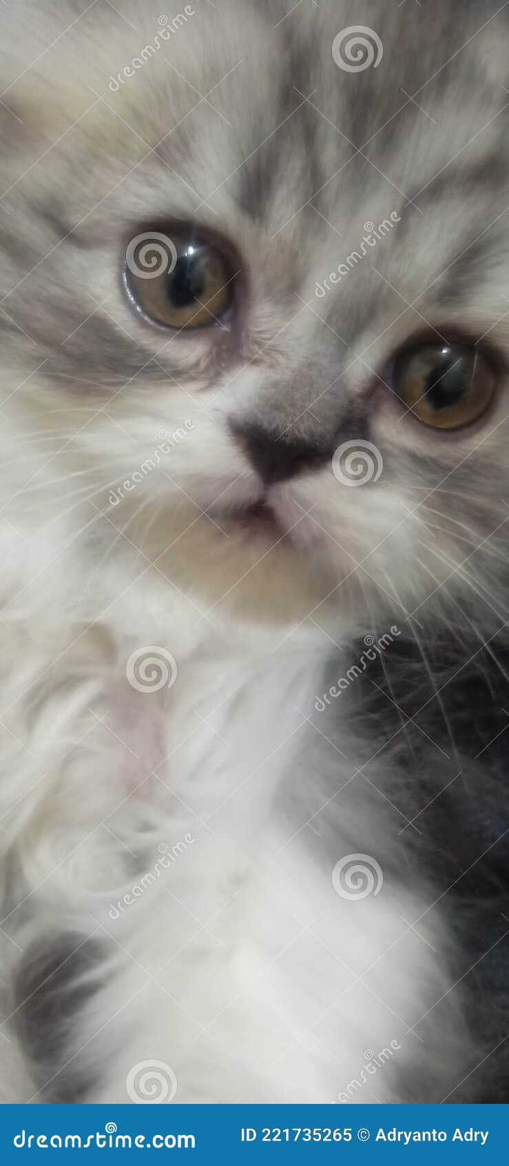 Pictute May Cat stock image. Image of white, nose, mammal - 221735265