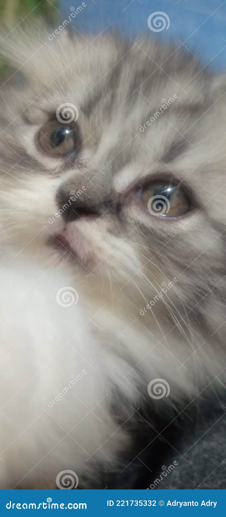 Pictute May Cat stock photo. Image of organ, mammal - 221735332