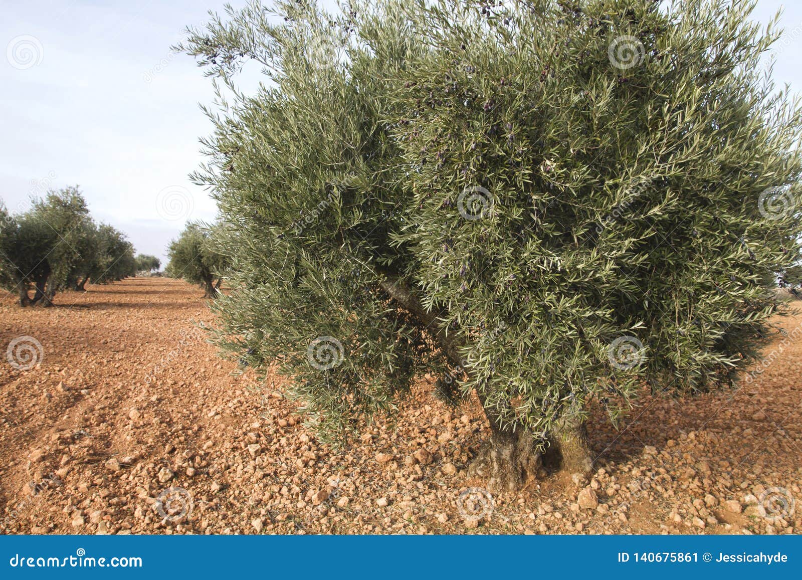 Picual Olive Tree in a Farm Stock Image - Image of agrarian, food ...
