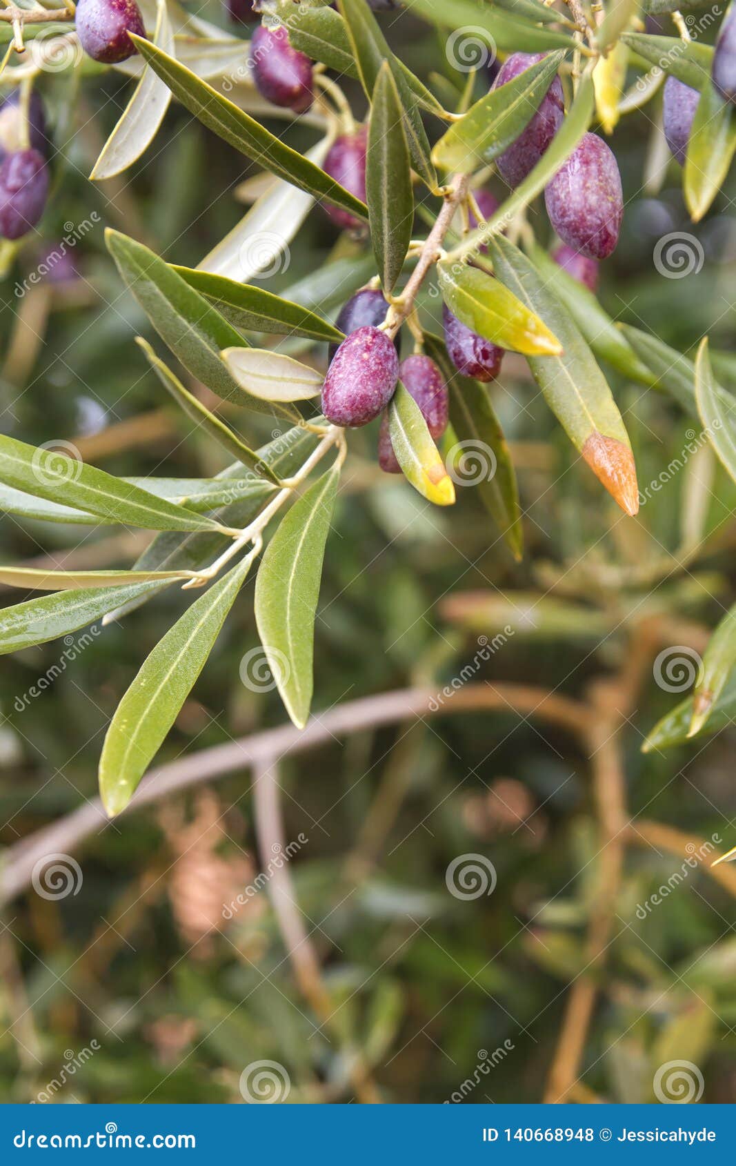 Picual Olives Growing in Olive Tree Stock Photo - Image of europea ...