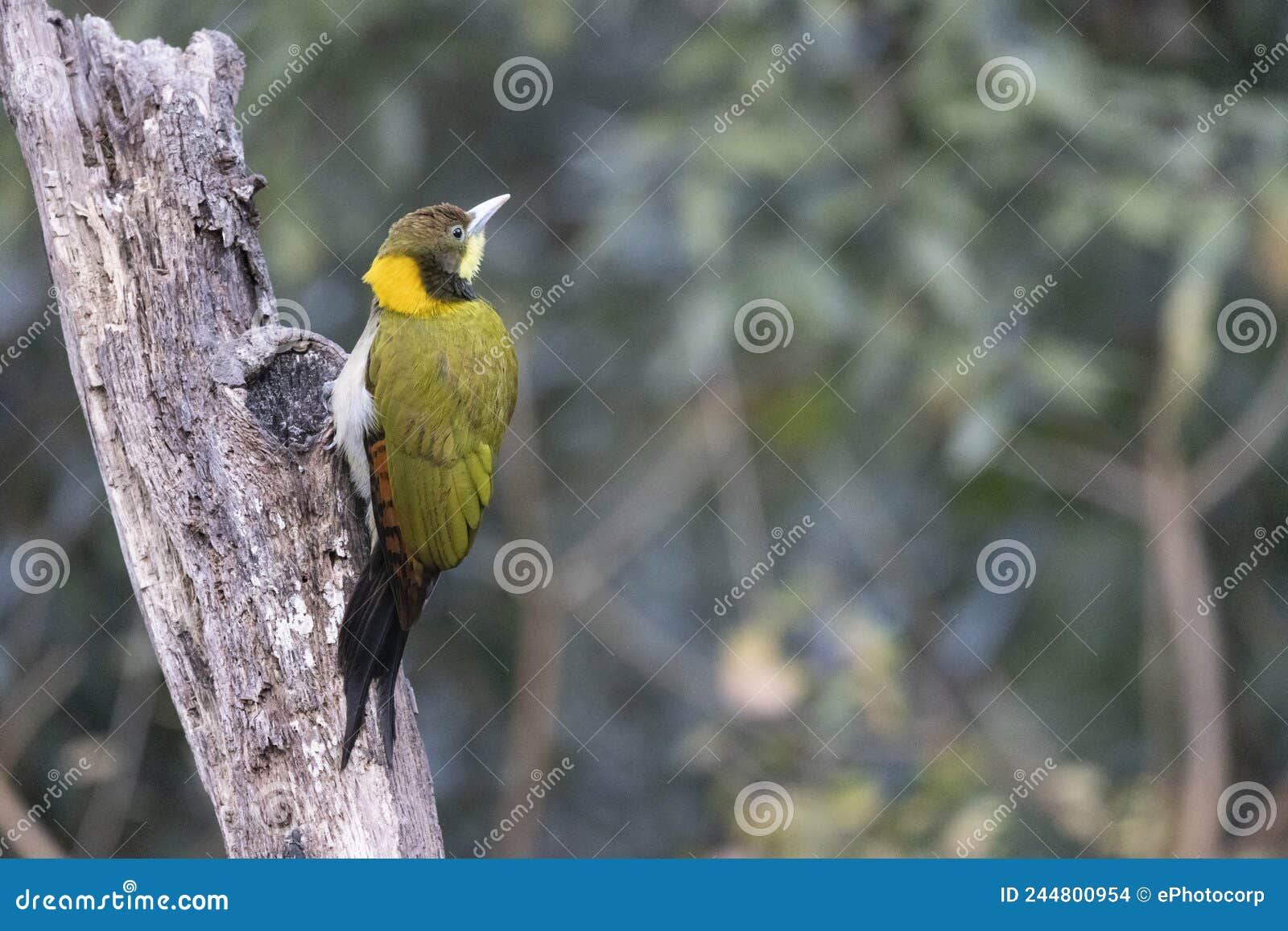 Picus Flavinucha Uttarakhand Foto de archivo - Imagen de embalador ...