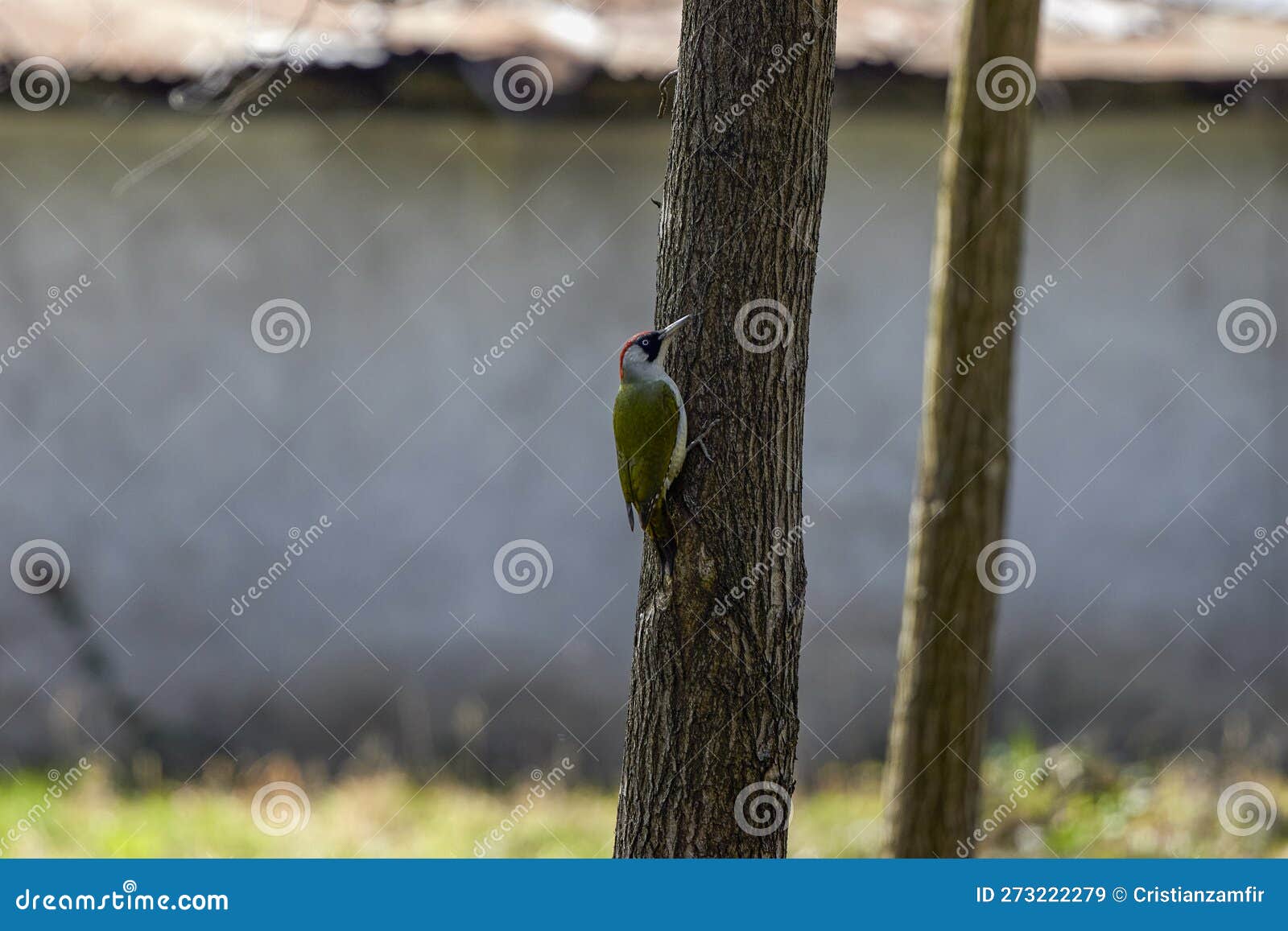 (Picus Viridis) on the Trunk of a Tree Stock Image - Image of zoology ...