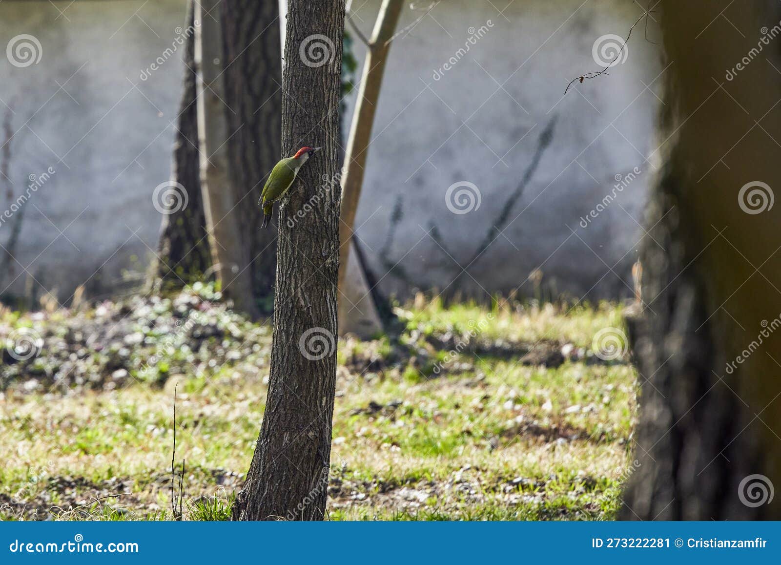 (Picus Viridis) on the Trunk of a Tree Stock Image - Image of wild ...