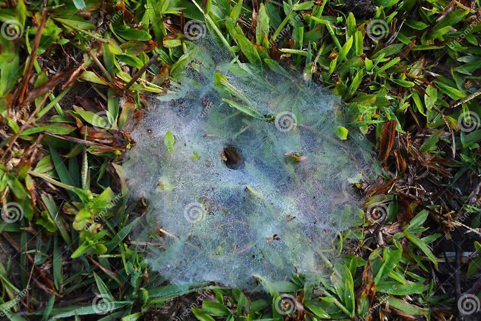 Pider s web gossamer stock image. Image of sparkling - 47501547