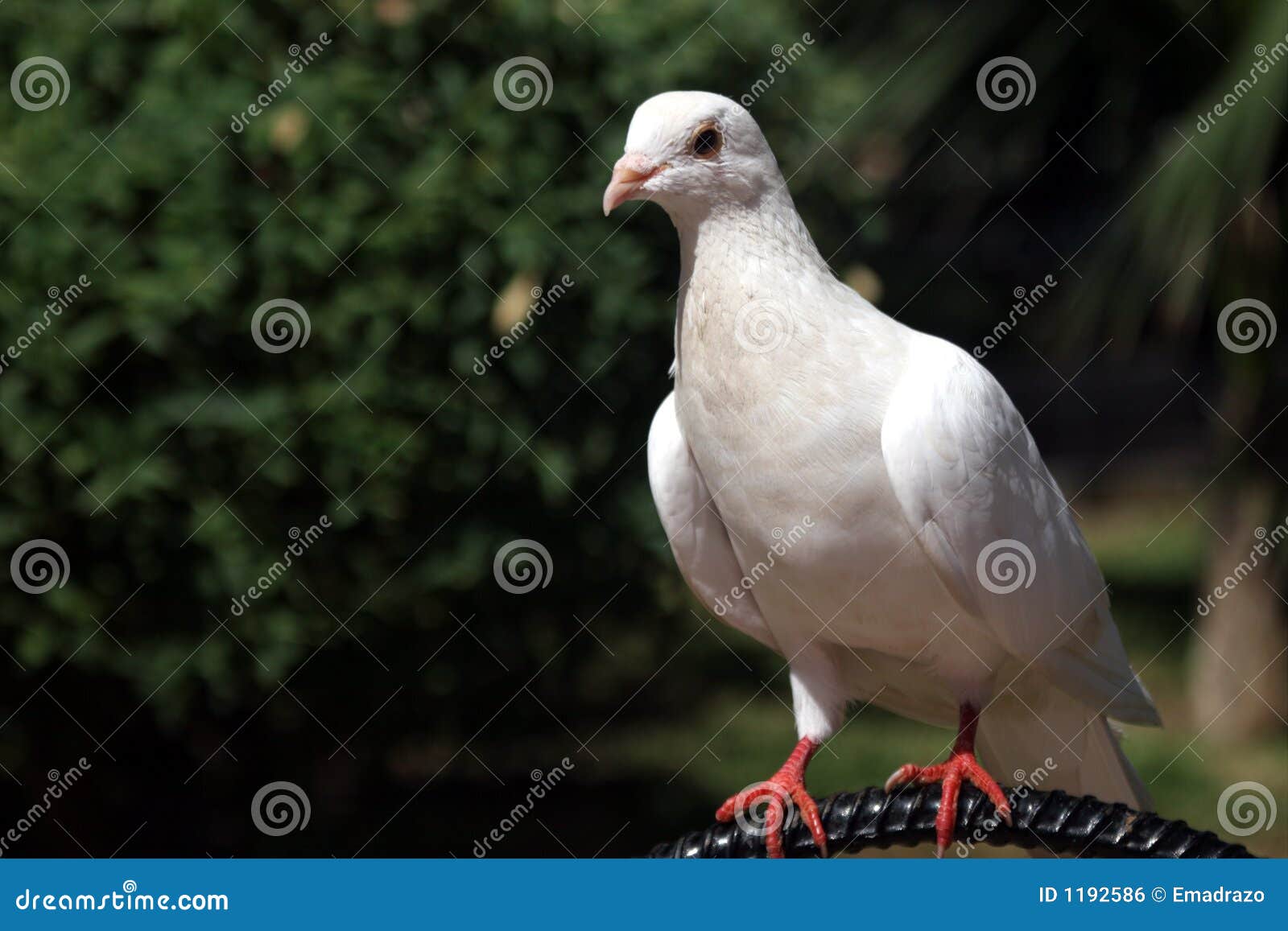Pidgeon stock photo. Image of portrait, wild, pidgeon - 1192586