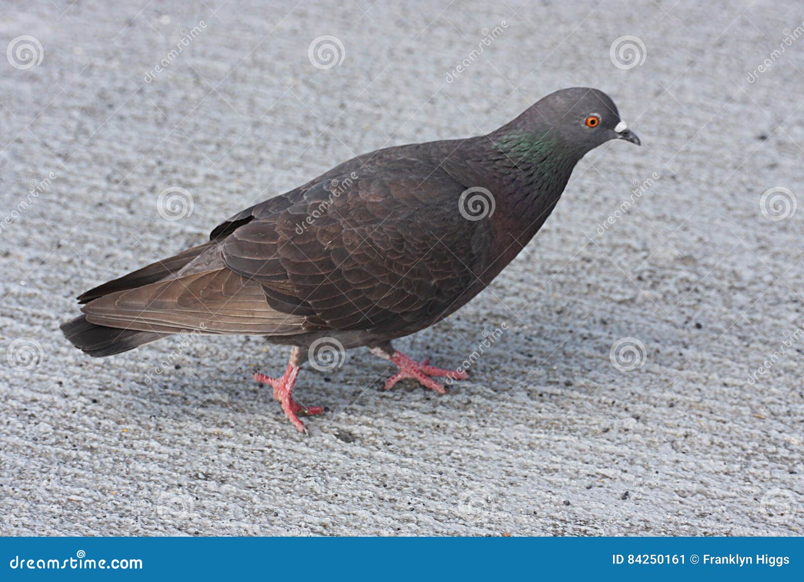 Pidgeon image stock. Image du plage, chasse, capot, ligne - 84250161
