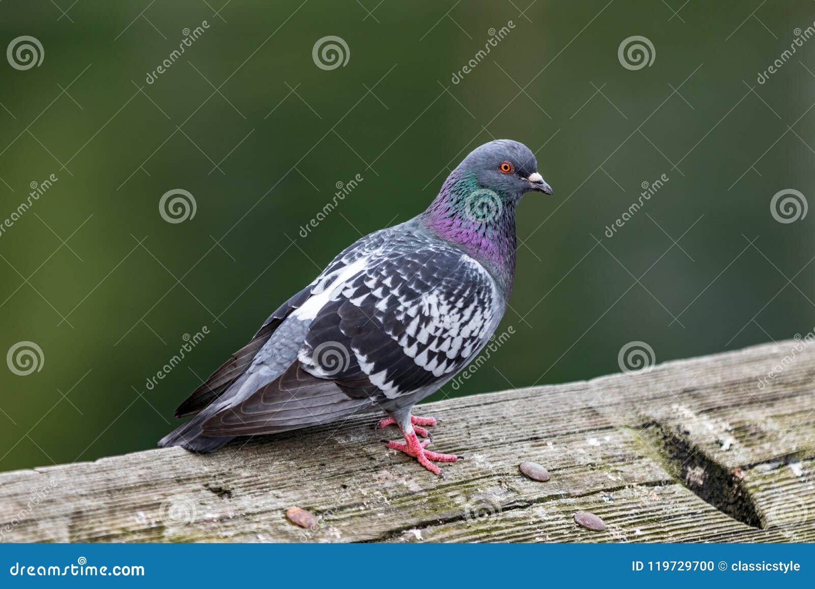 Pigeon Close Up with Glowing Red Eye Stock Photo - Image of animal ...
