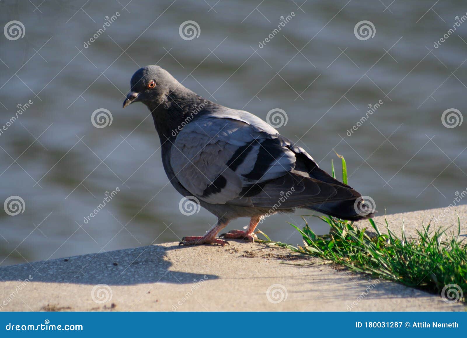 Pidgeon looks back stock image. Image of wing, branch - 180031287