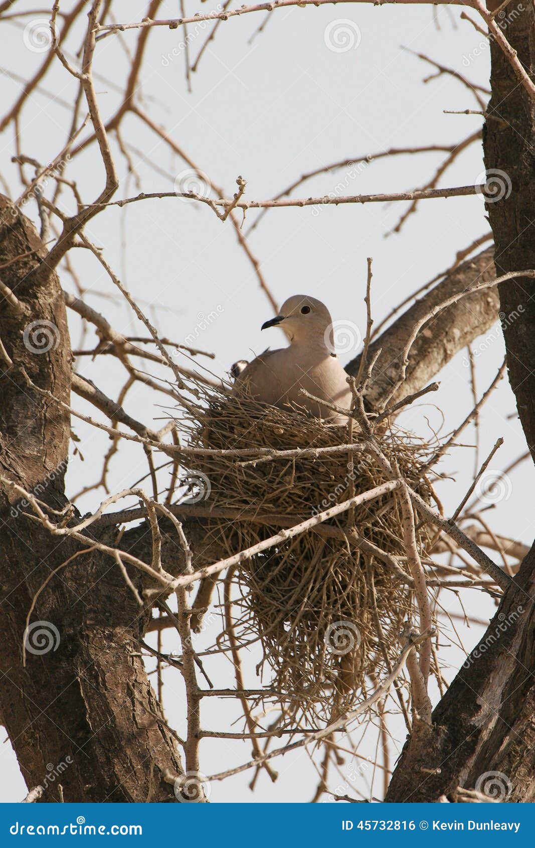 Pidgeon nesting in a tree stock photo. Image of bird - 45732816