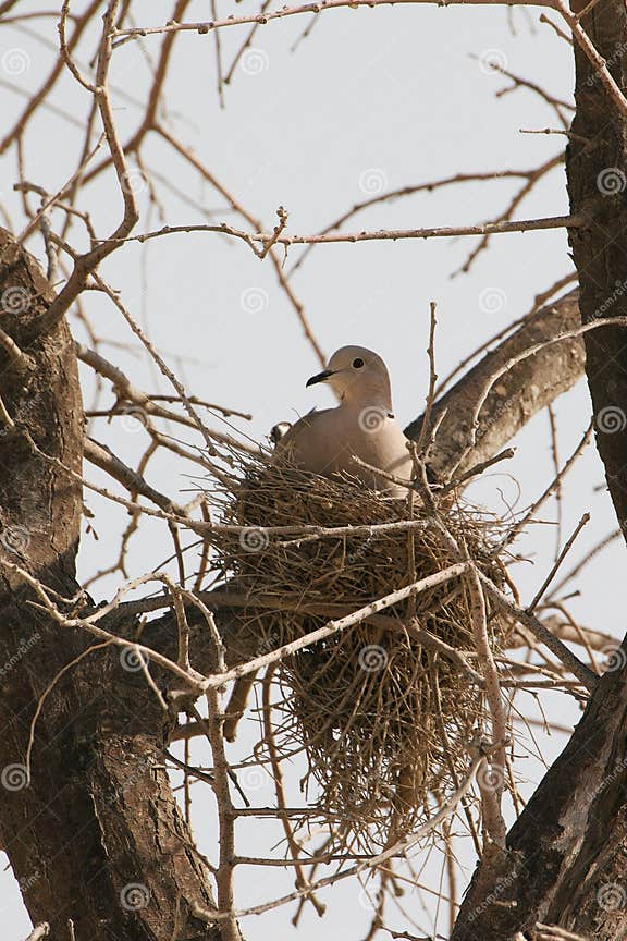 Pidgeon nesting in a tree stock photo. Image of bird - 45732816