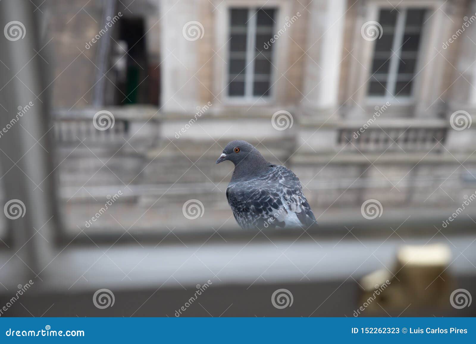 391 Pidgeon Freedom Stock Photos - Free & Royalty-Free Stock Photos ...
