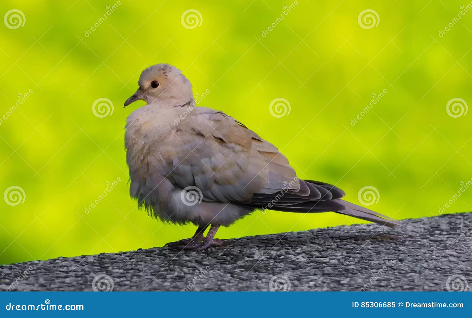 Pidgeon stock image. Image of bird, pidgeon, gray, trees - 85306685