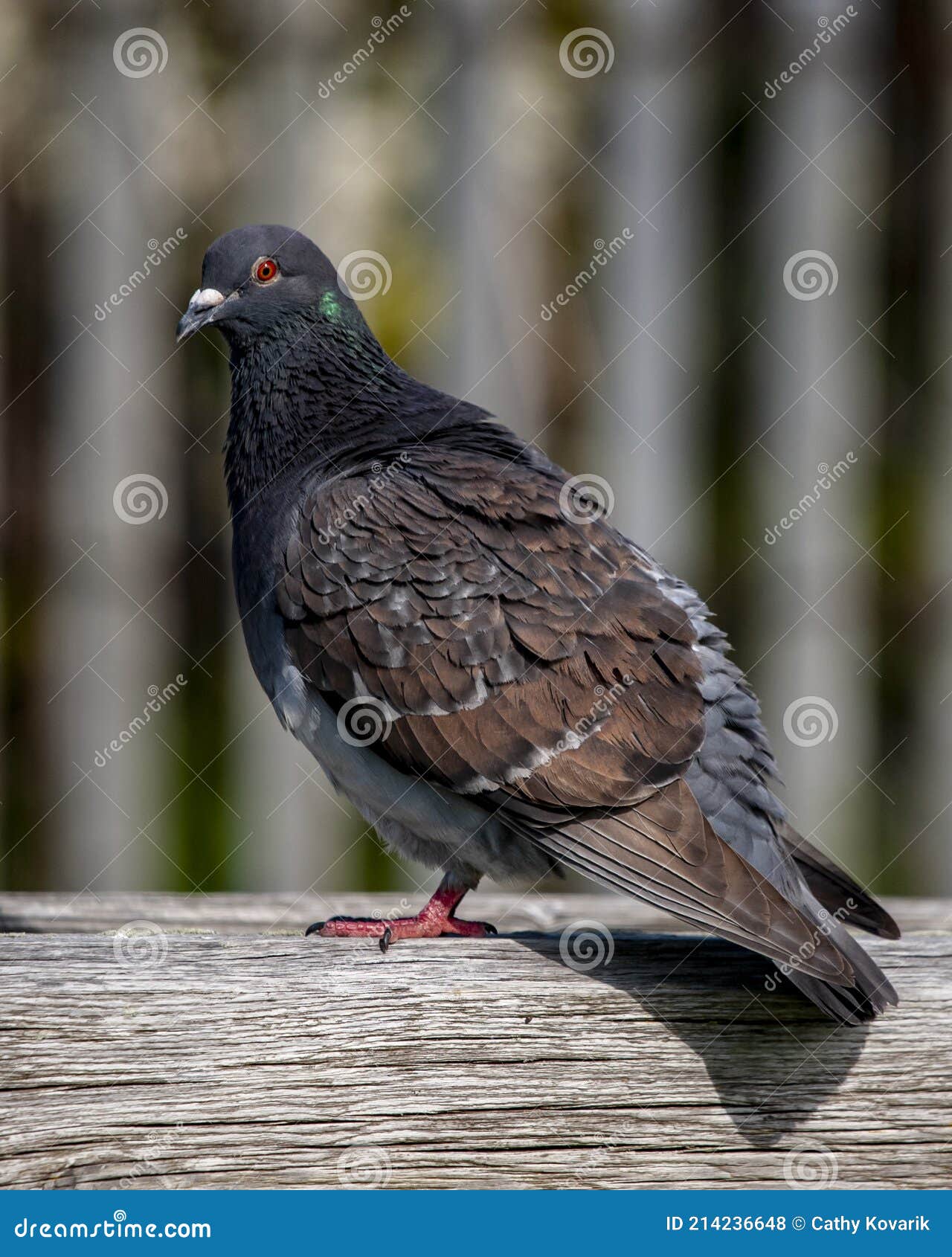 Pidgeon 6428 stock photo. Image of pidgeon, rail, wings - 214236648