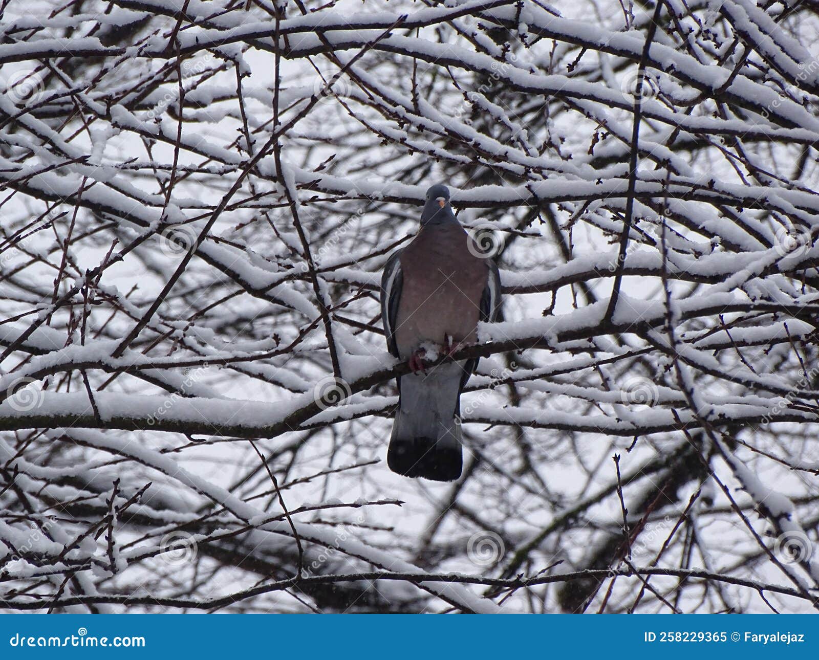 Pidgeon in the snow stock image. Image of beak, snow - 258229365