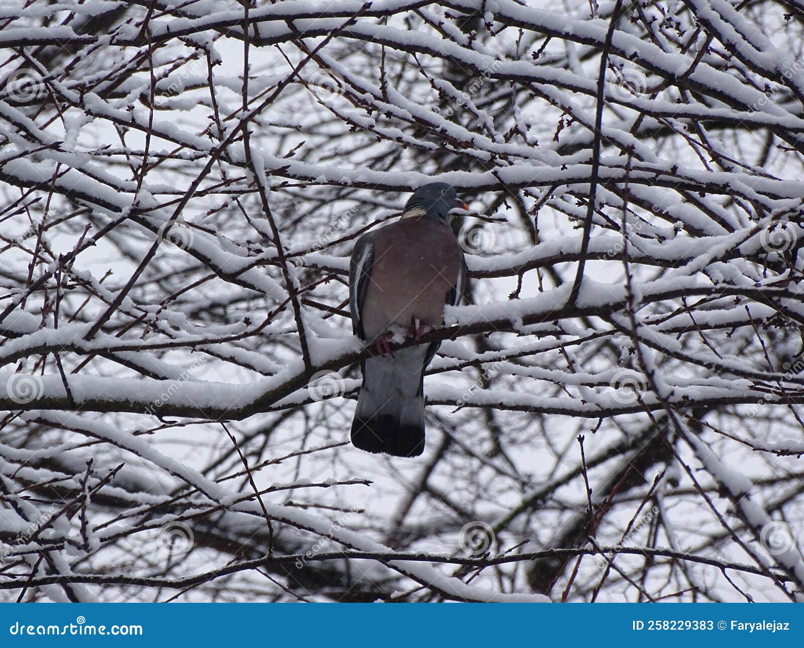 Pidgeon in the snow stock image. Image of beak, plant - 258229383