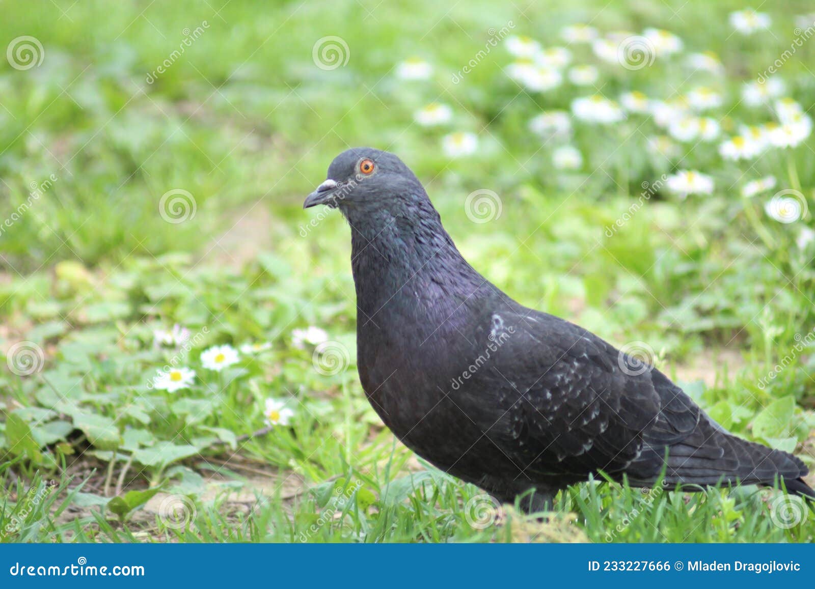 The Pidgeon Standing Still in the Grass Stock Photo - Image of closeup ...