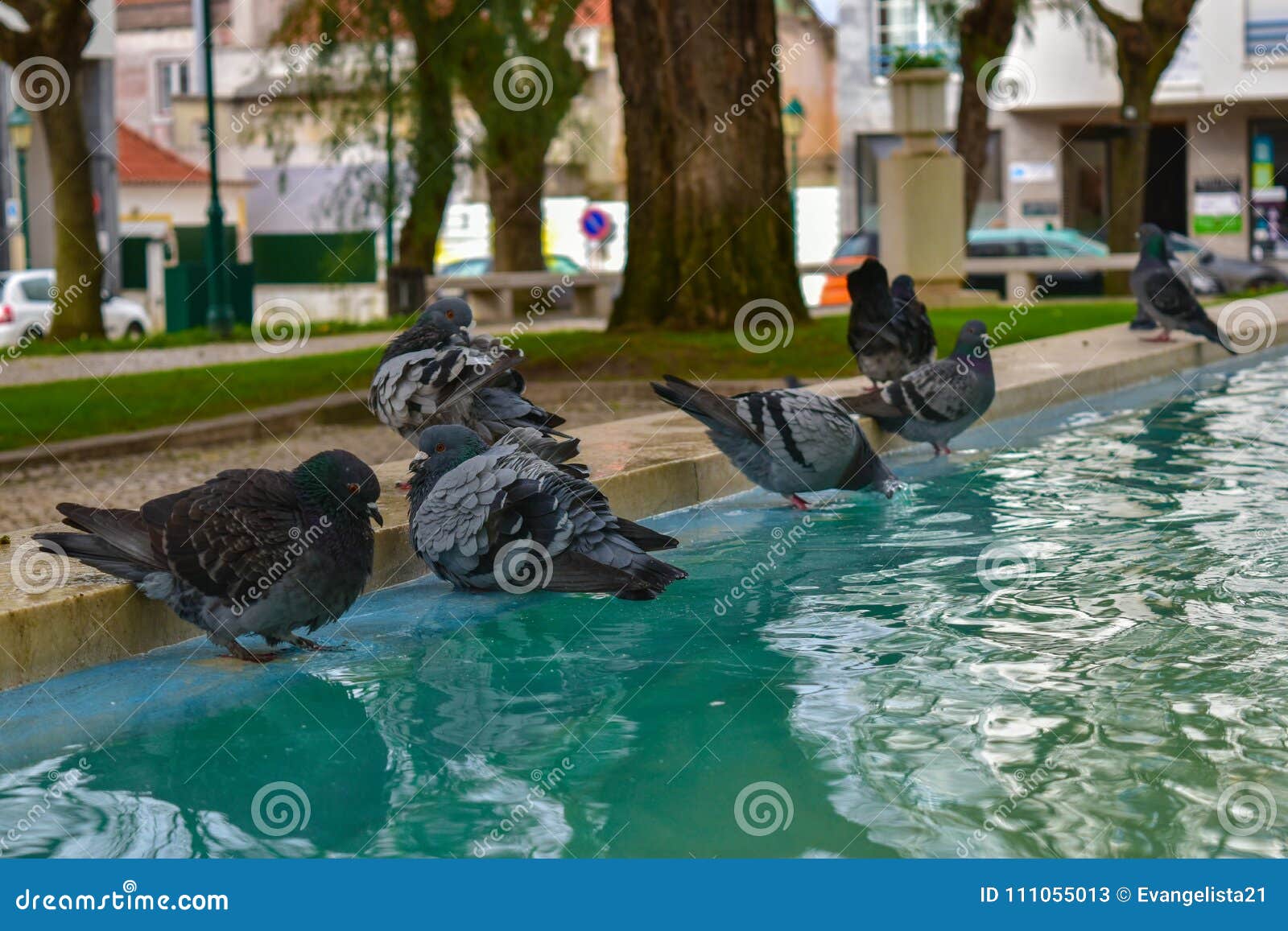 Pigeons taking a bath stock image. Image of cidade, passaros - 111055013