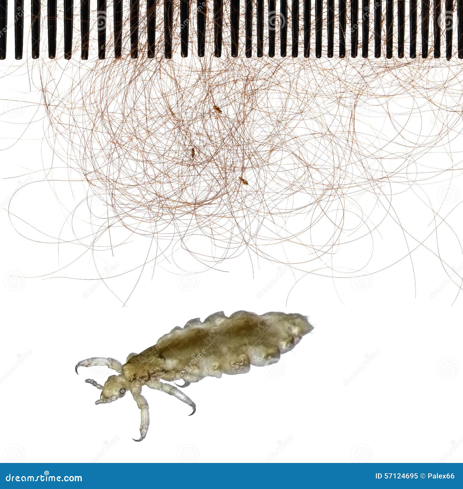Pidocchi Del Capo (pidocchio) Immagine Stock - Immagine di microscopio ...