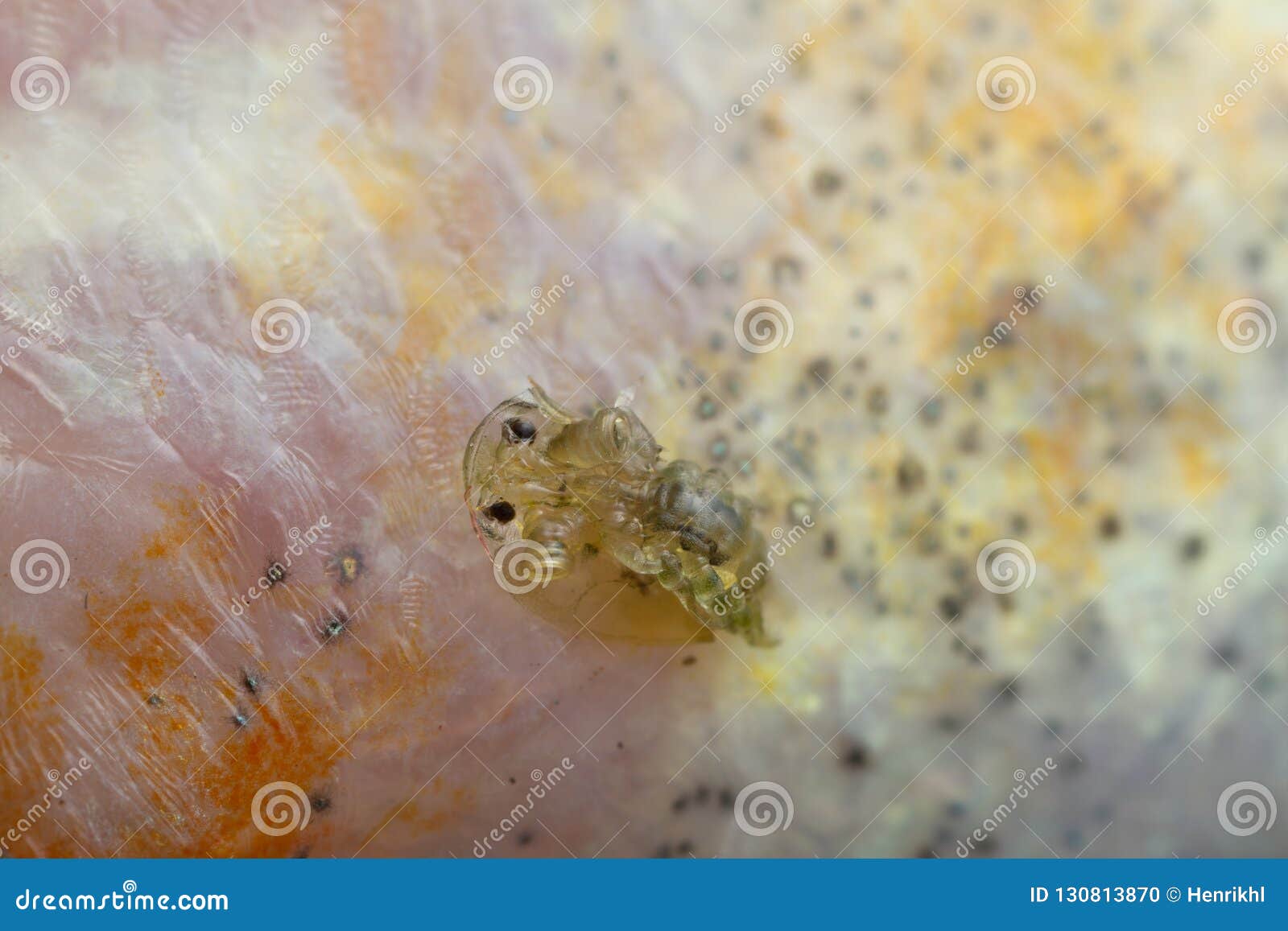 Pidocchio Di Pesce Comune, Foliaceus Di Argulus Sul Pesce Persico ...