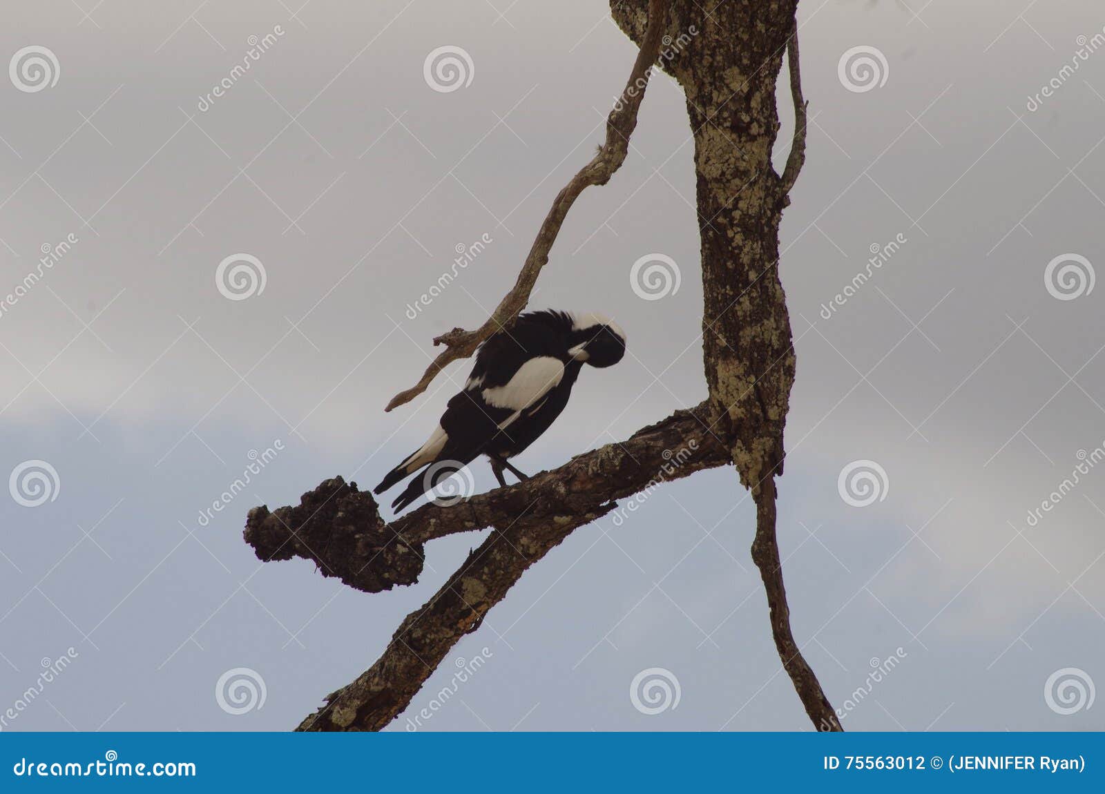 Pie Australienne Dans L'arbre De Gomme Photo stock - Image du ...