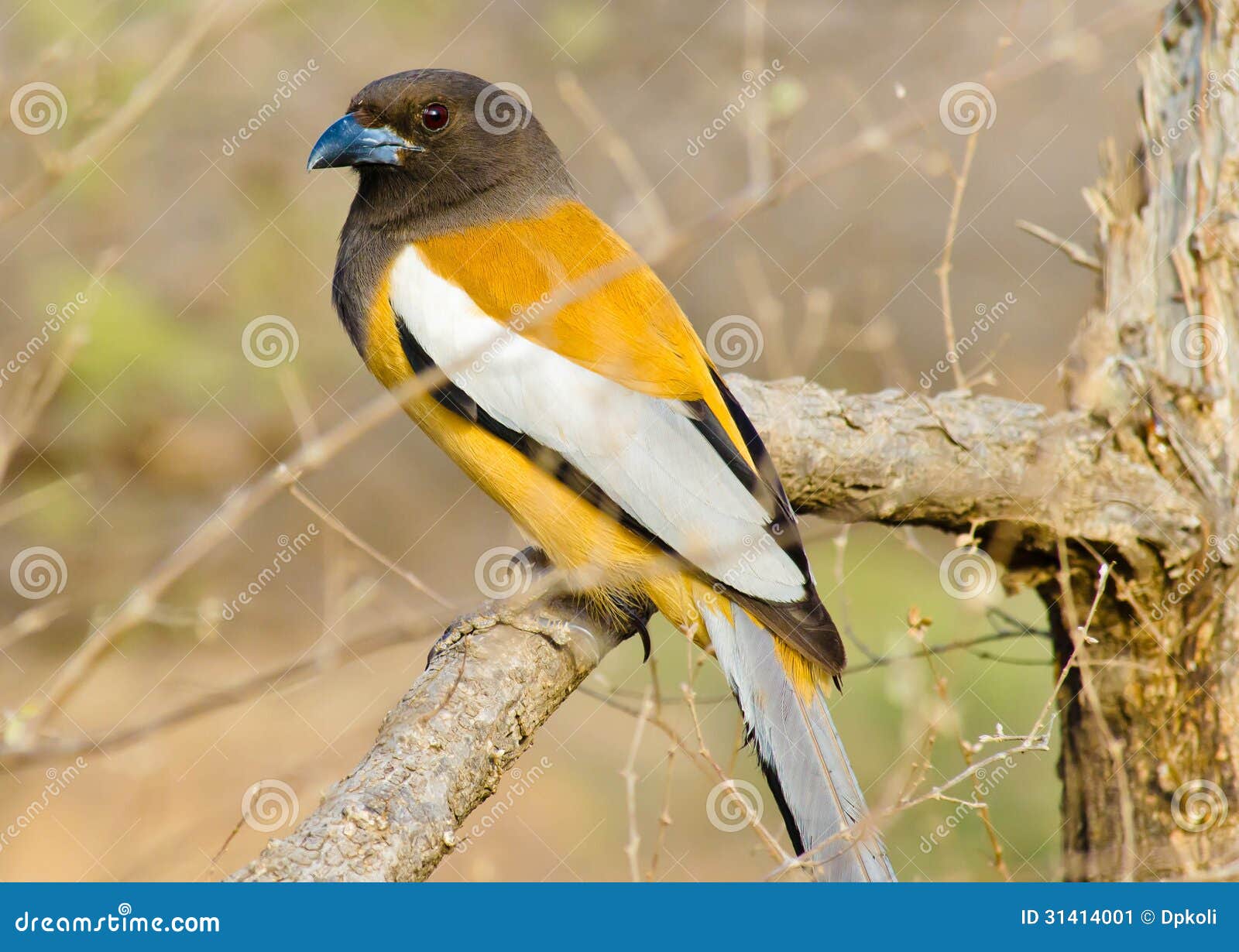Pie bird on tree stock image. Image of close, details - 31414001