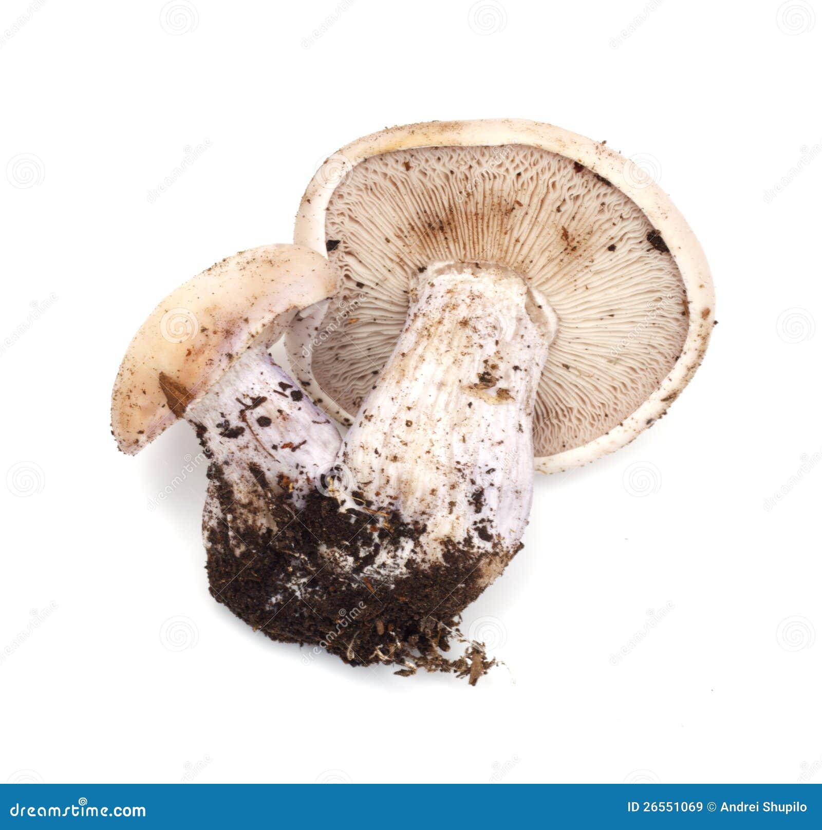 Pie del azul de la seta imagen de archivo. Imagen de francia - 26551069