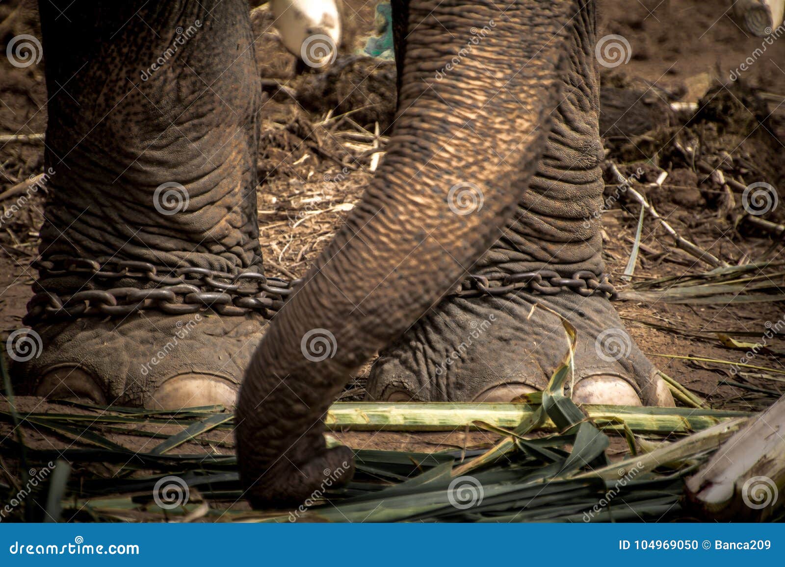 Pie Del Elefante S Atado a Una Cadena Foto de archivo - Imagen de ...