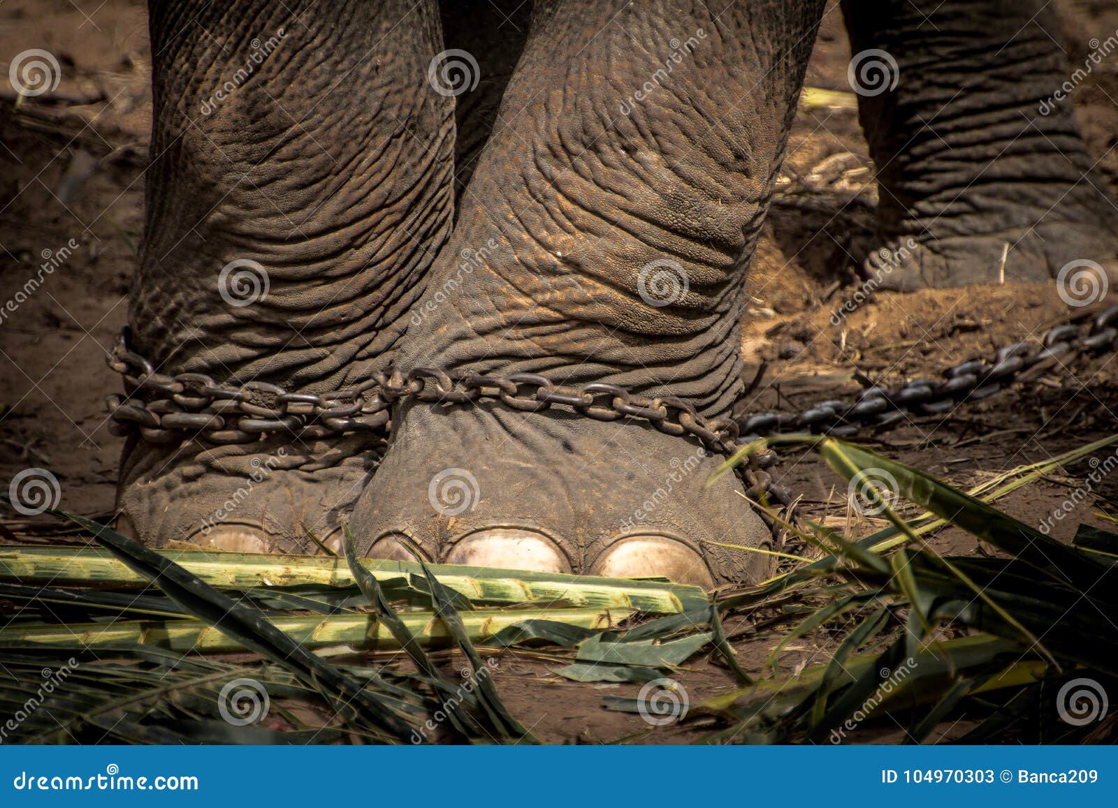 Pie Del Elefante S Atado a Una Cadena Imagen de archivo - Imagen de ...