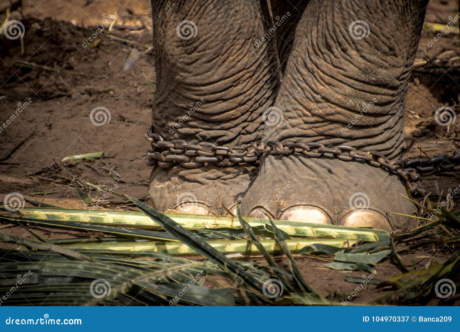 Pie Del Elefante S Atado a Una Cadena Imagen de archivo - Imagen de ...