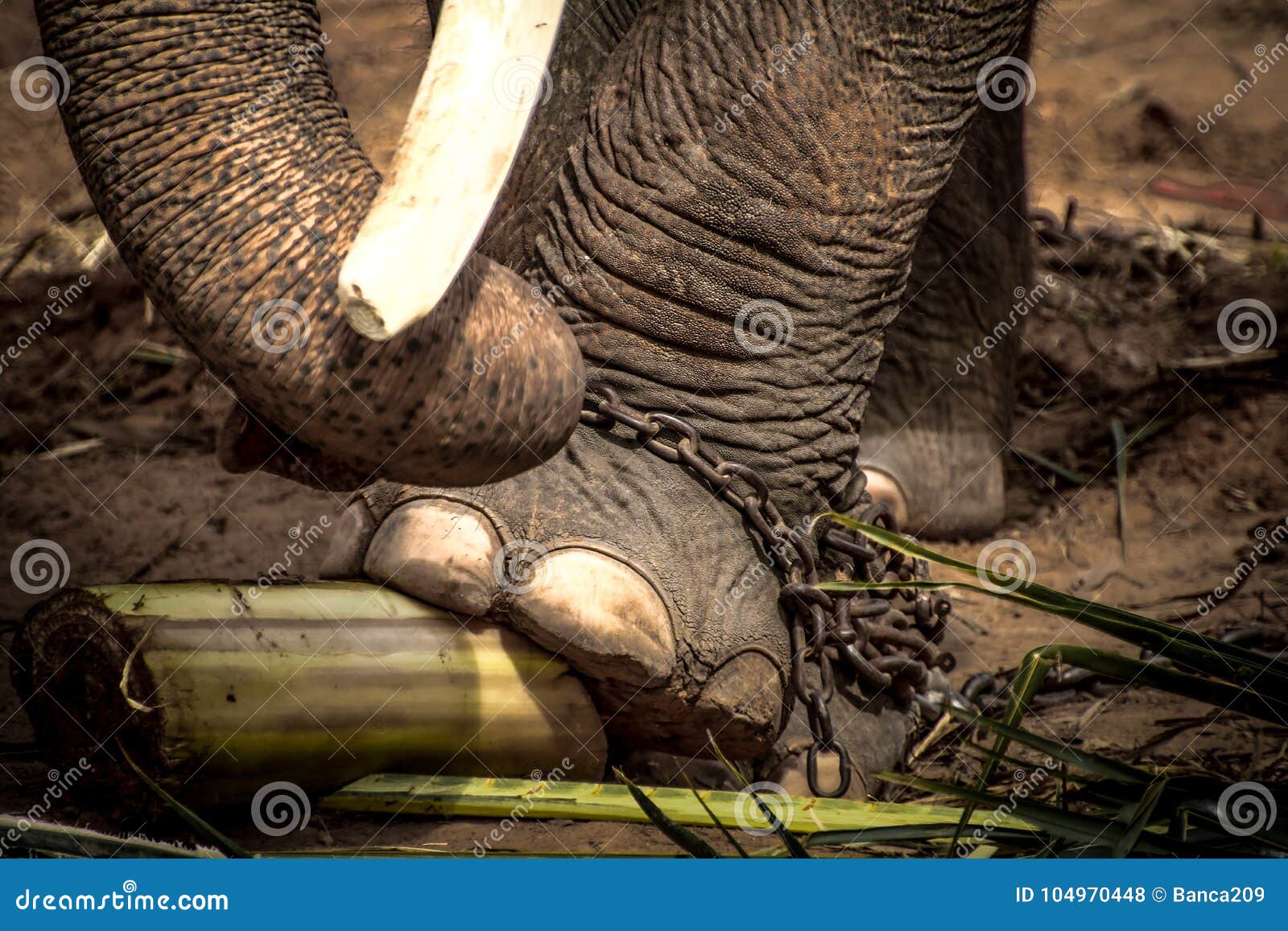 Pie Del Elefante S Atado a Una Cadena Foto de archivo - Imagen de ...