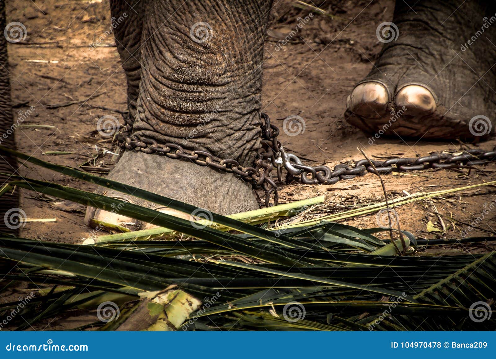 Pie Del Elefante S Atado a Una Cadena Foto de archivo - Imagen de ...