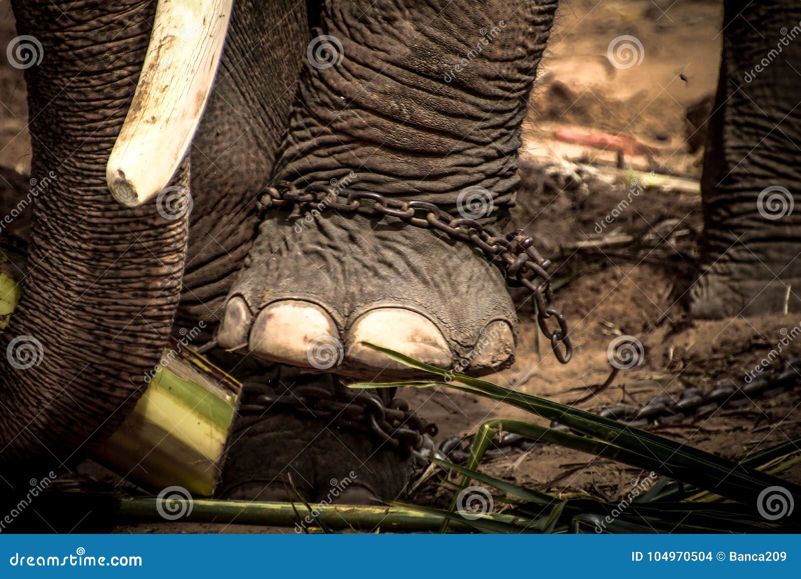 Pie Del Elefante S Atado a Una Cadena Foto de archivo - Imagen de ...