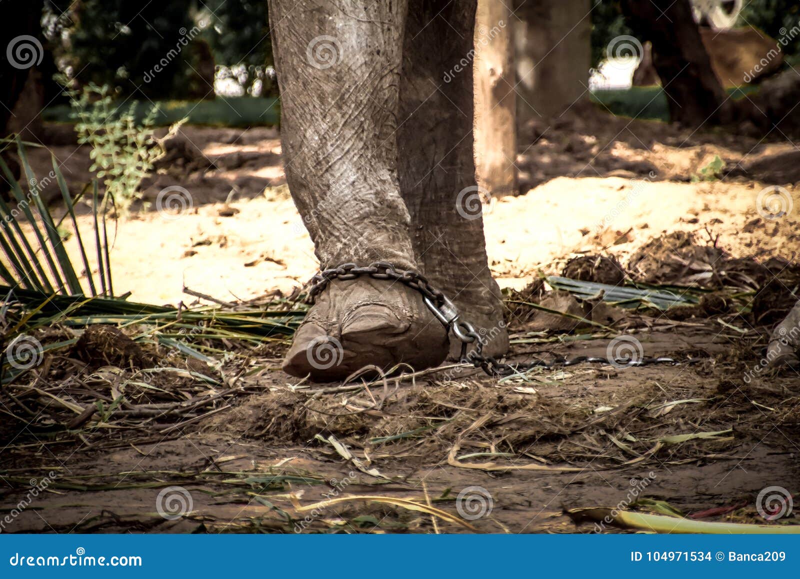 Pie Del Elefante S Atado a Una Cadena Foto de archivo - Imagen de lindo ...