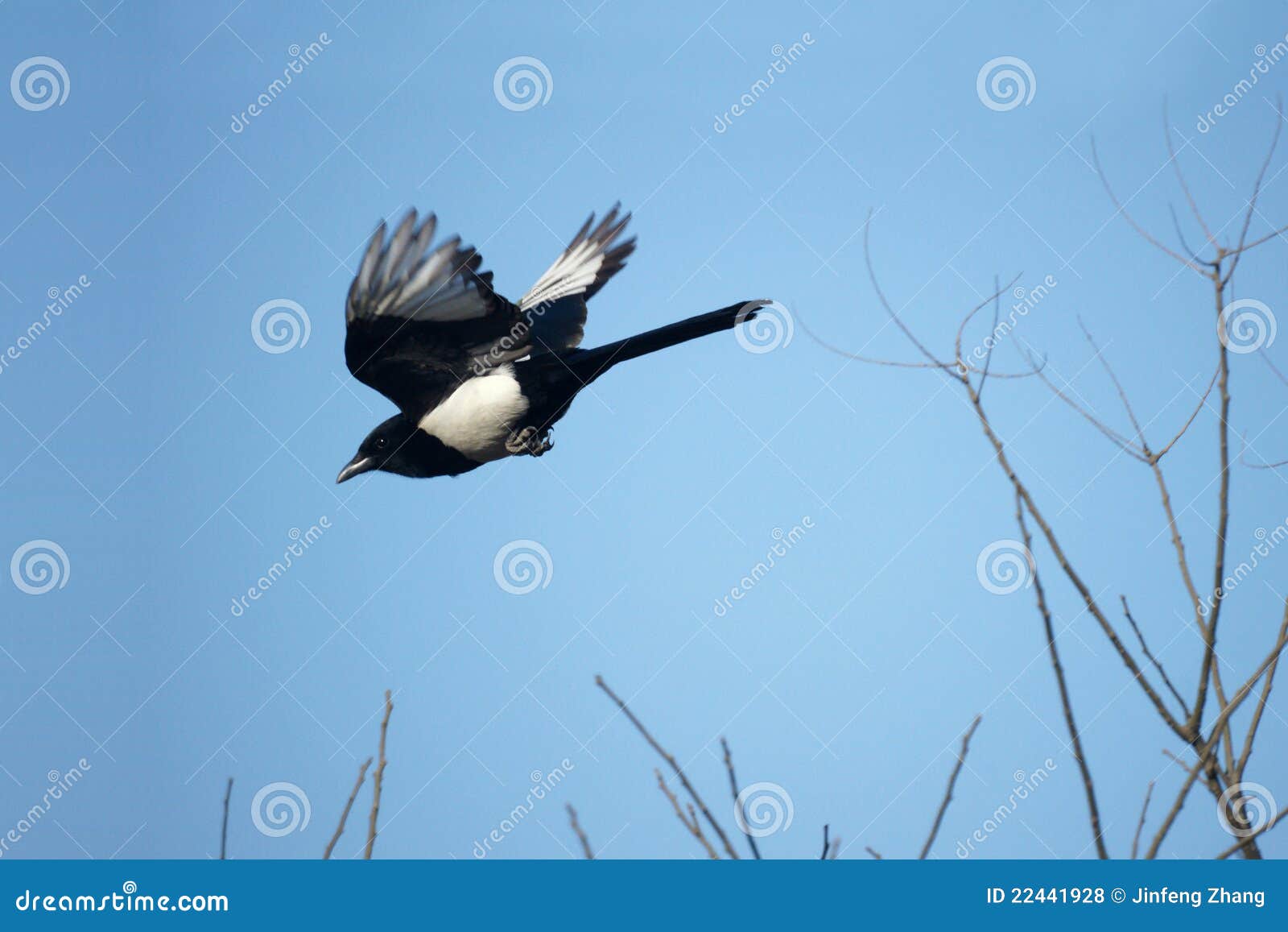 Pie pie photo stock. Image du oiseaux, bleu, ciel, blanc - 22441928