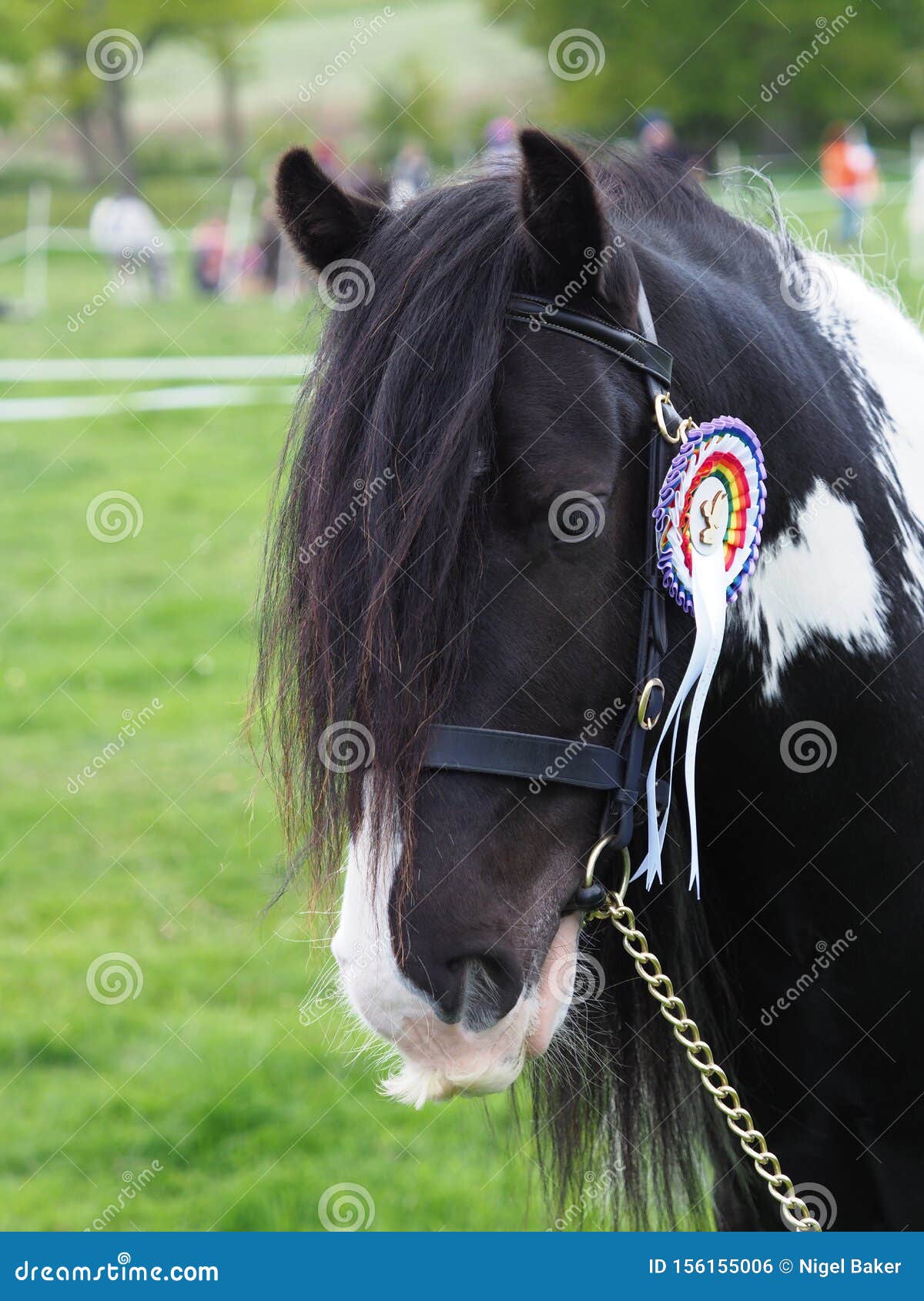 Piebald Cob in the Show Ring Stock Photo - Image of close, riding ...