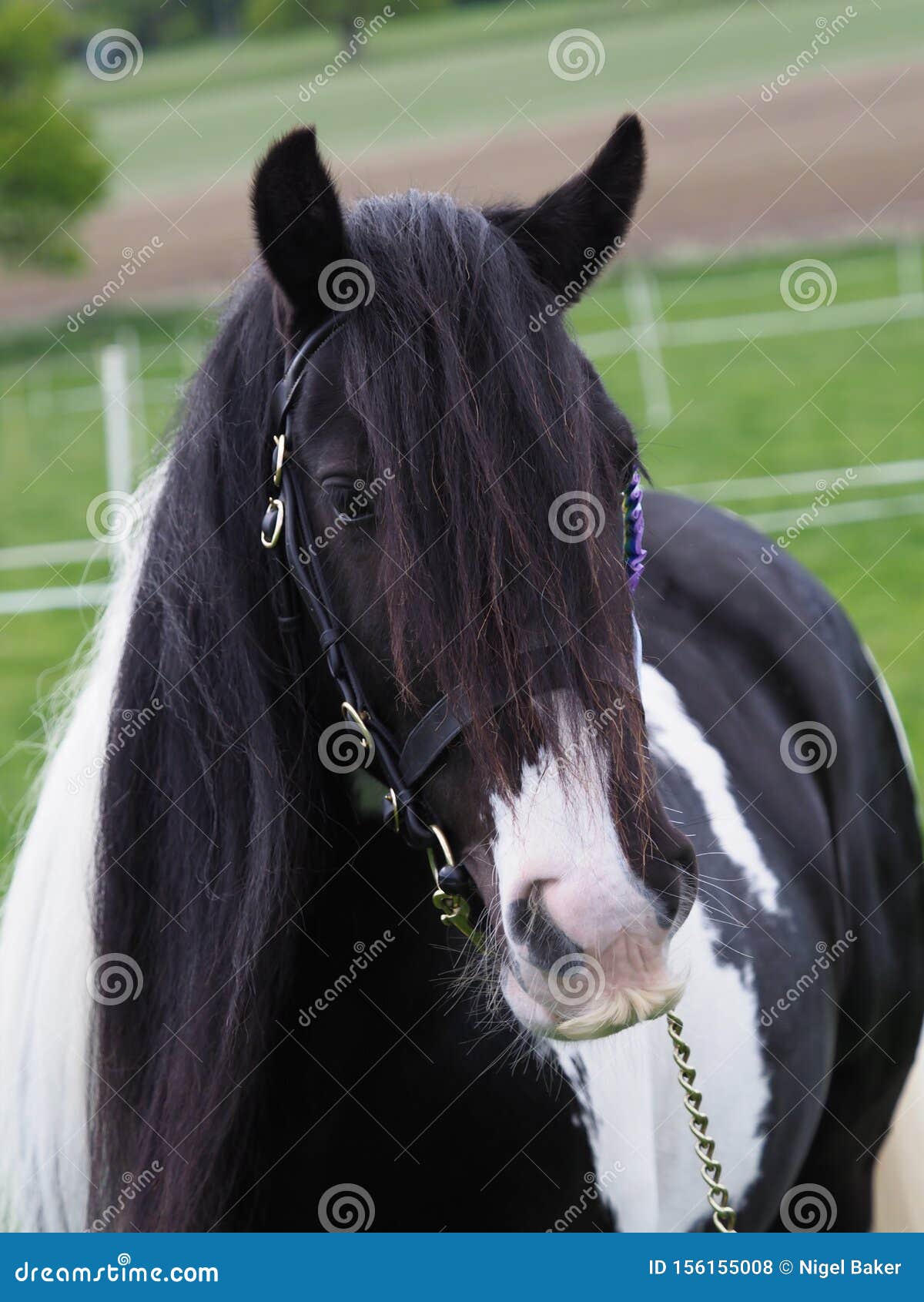 Piebald Cob in the Show Ring Stock Photo - Image of ears, single: 156155008
