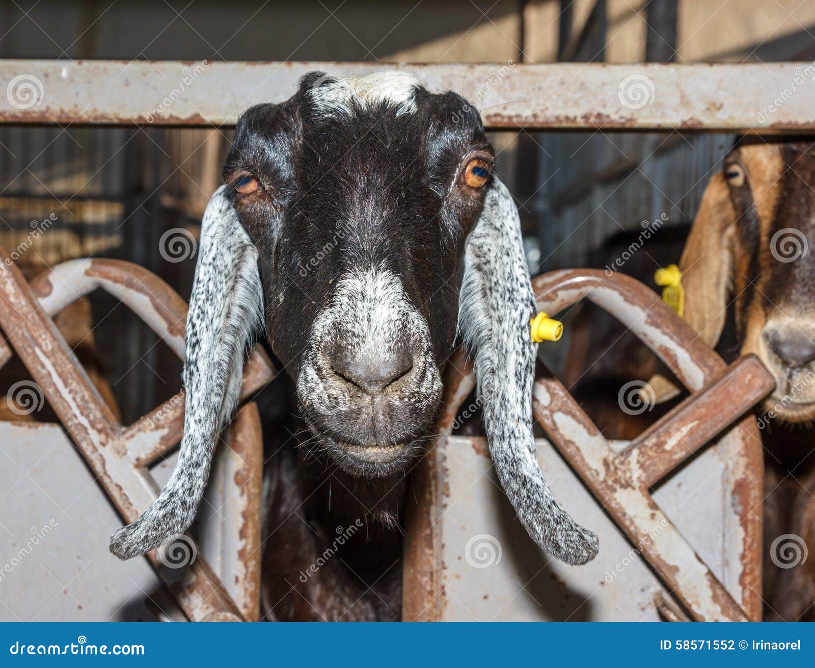 Piebald Nubian goat stock photo. Image of farm, nubian - 58571552