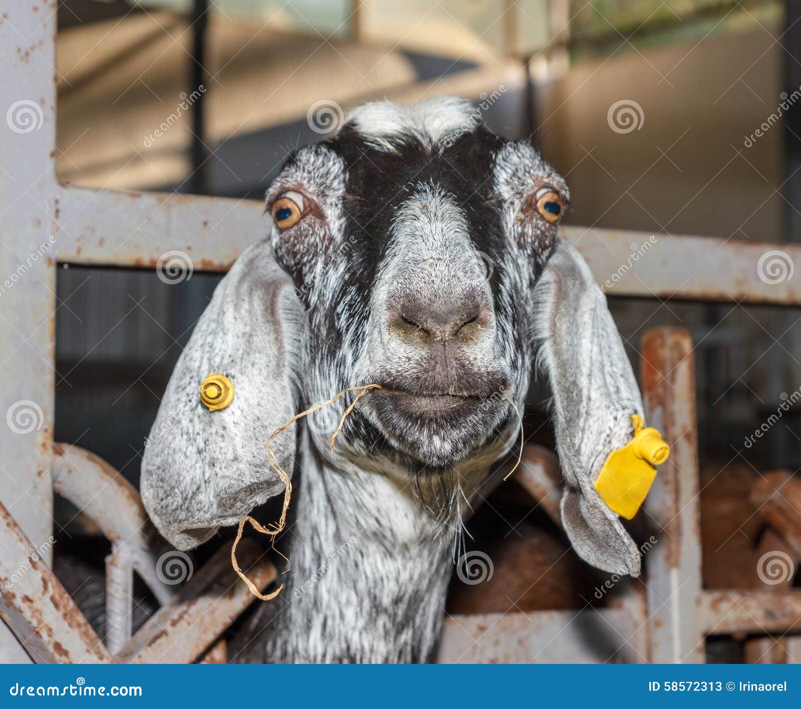 Piebald nubian goat stock image. Image of live, agriculture - 58572313