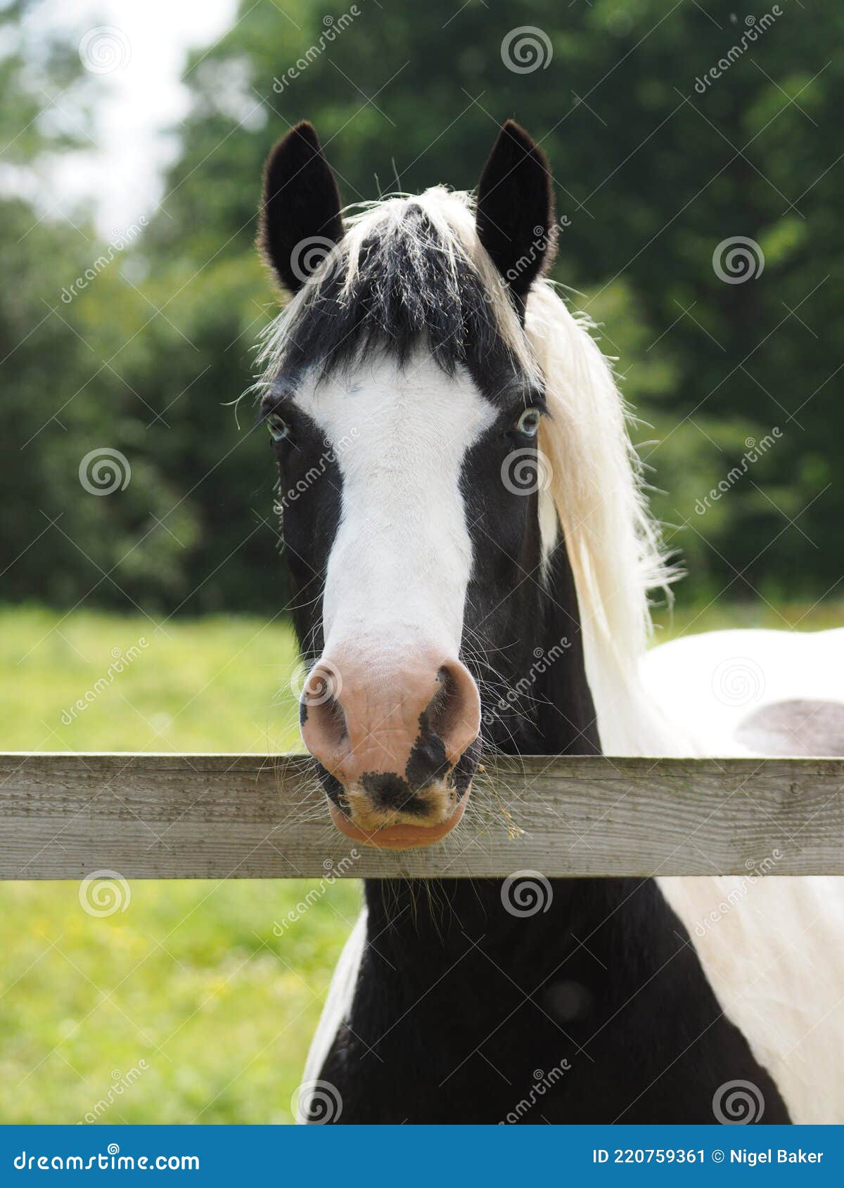 Piebald Pony Headshot stock image. Image of face, outside - 220759361