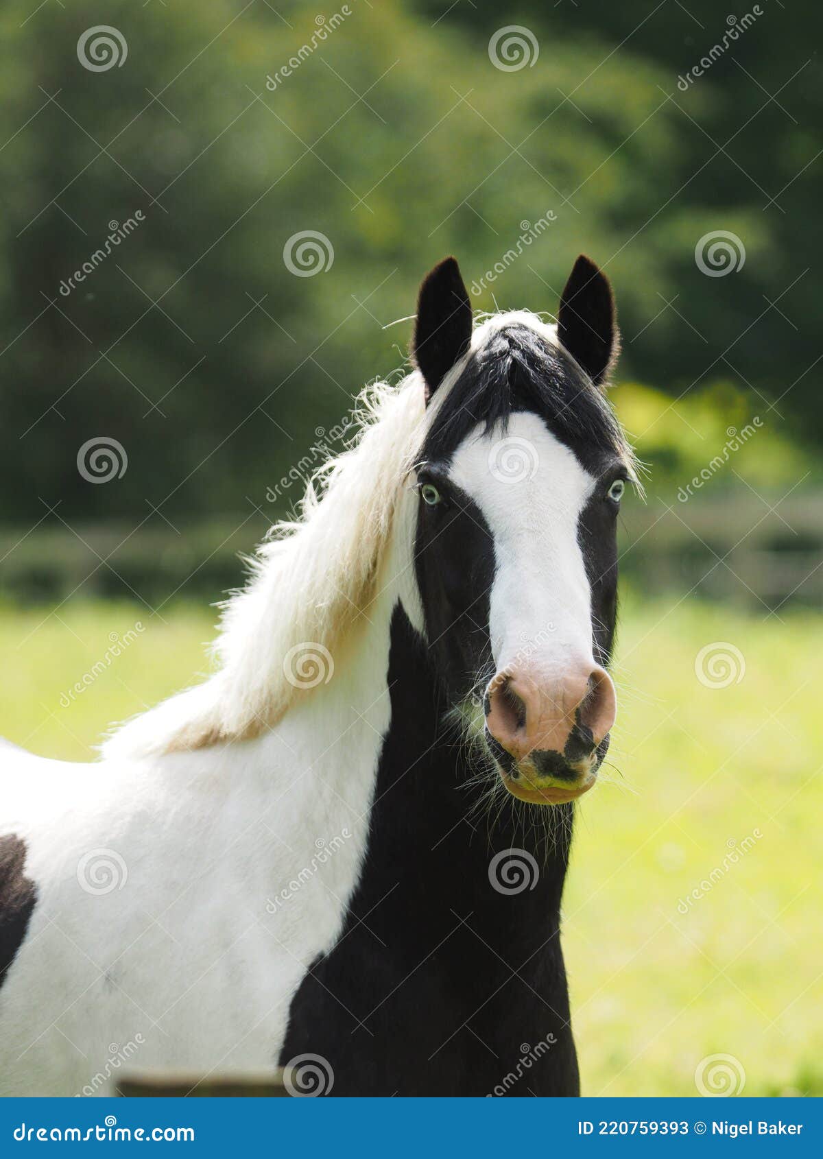 Piebald Pony Headshot stock image. Image of headshot - 220759393