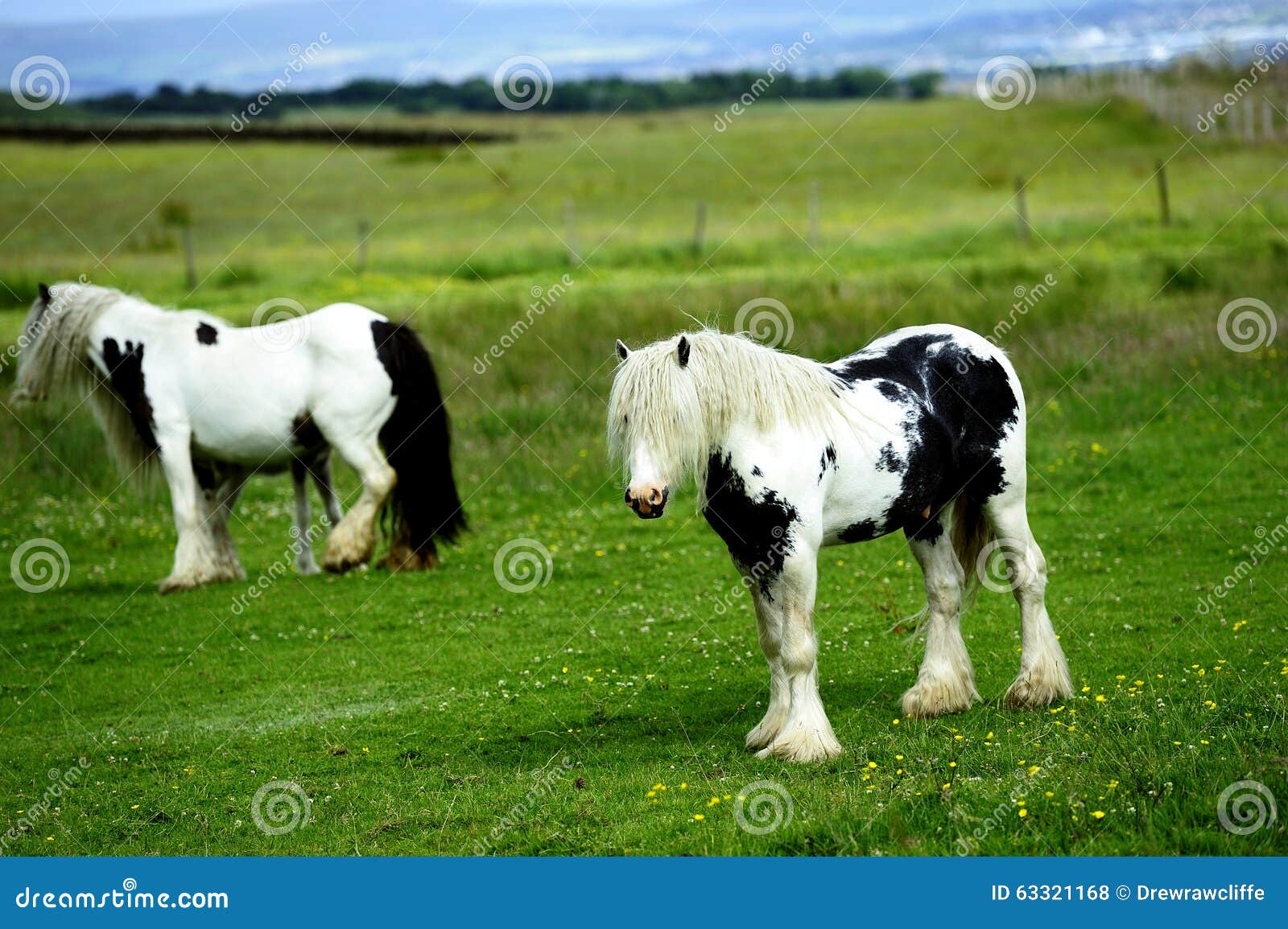 Piebald stallion stock photo. Image of england, pied - 63321168