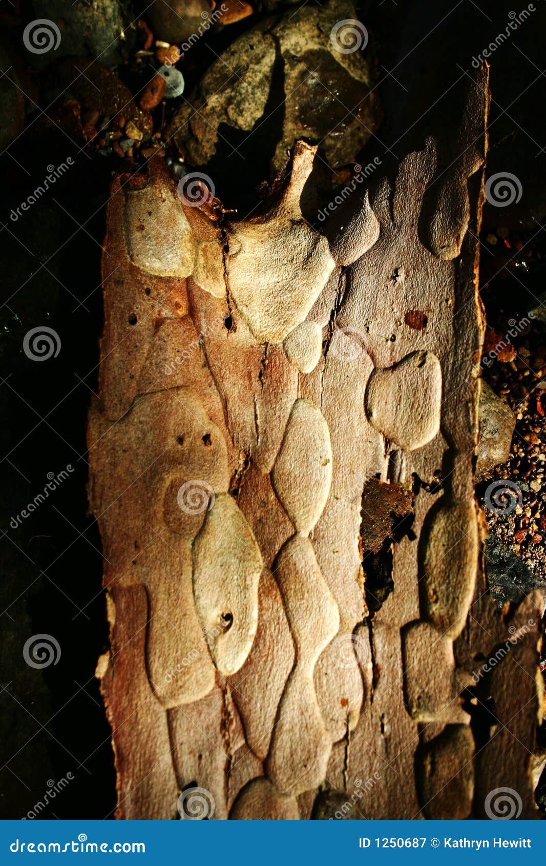 Piece of bark stock image. Image of soft, background, wood - 1250687