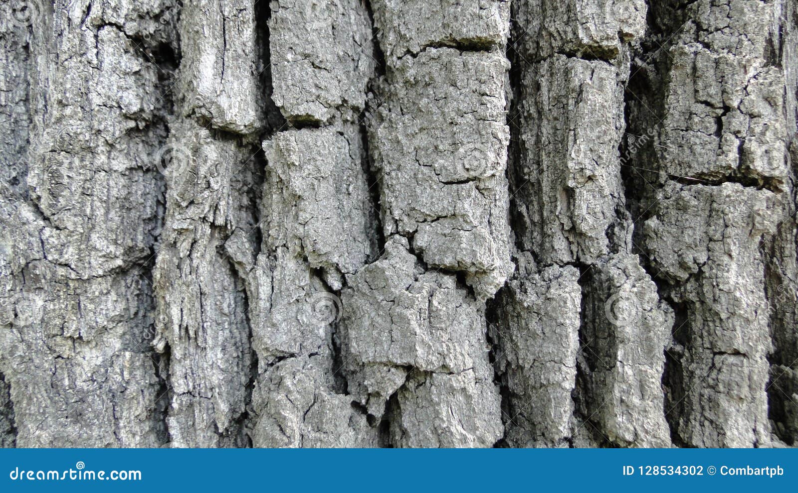 A Piece of Bark on the Green Grass Stock Photo - Image of outdoors ...