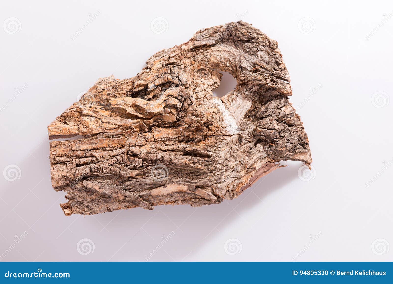 Piece of Bark of Old Tree Isolated Stock Photo - Image of twig, detail ...