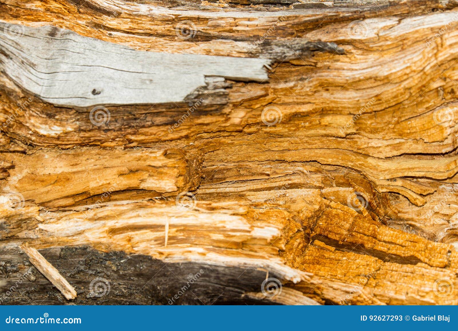 Piece of bark tree stock image. Image of trunk, closeup - 92627293