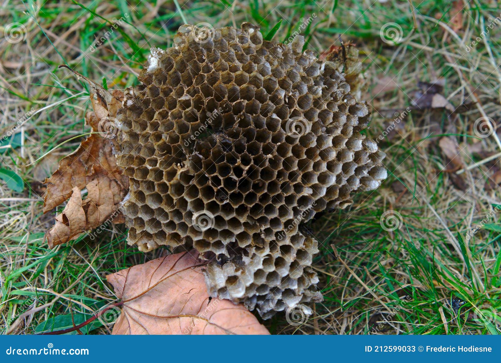 Piece of Bee Hive Fallen To the Ground Stock Image - Image of hive ...